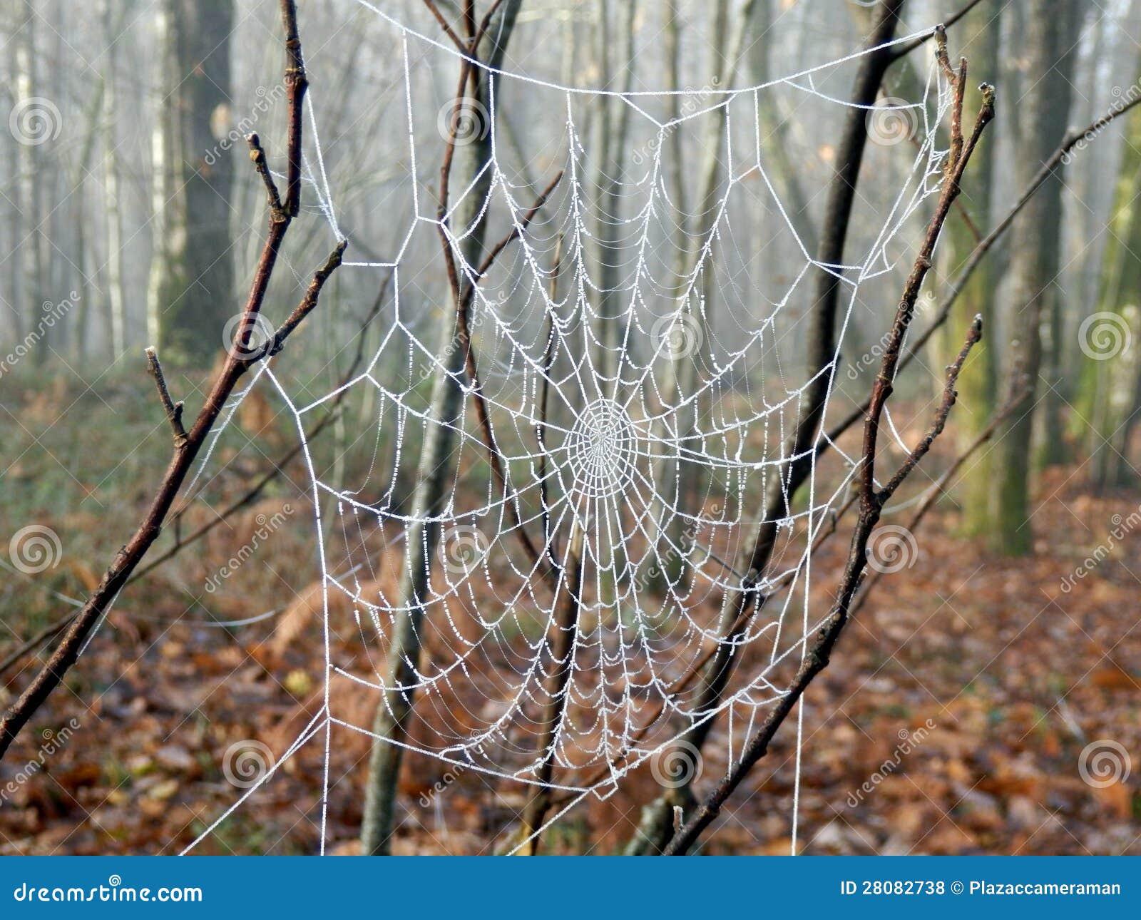 Frozen Cobweb stock photo. Image of frosted, details - 28082738