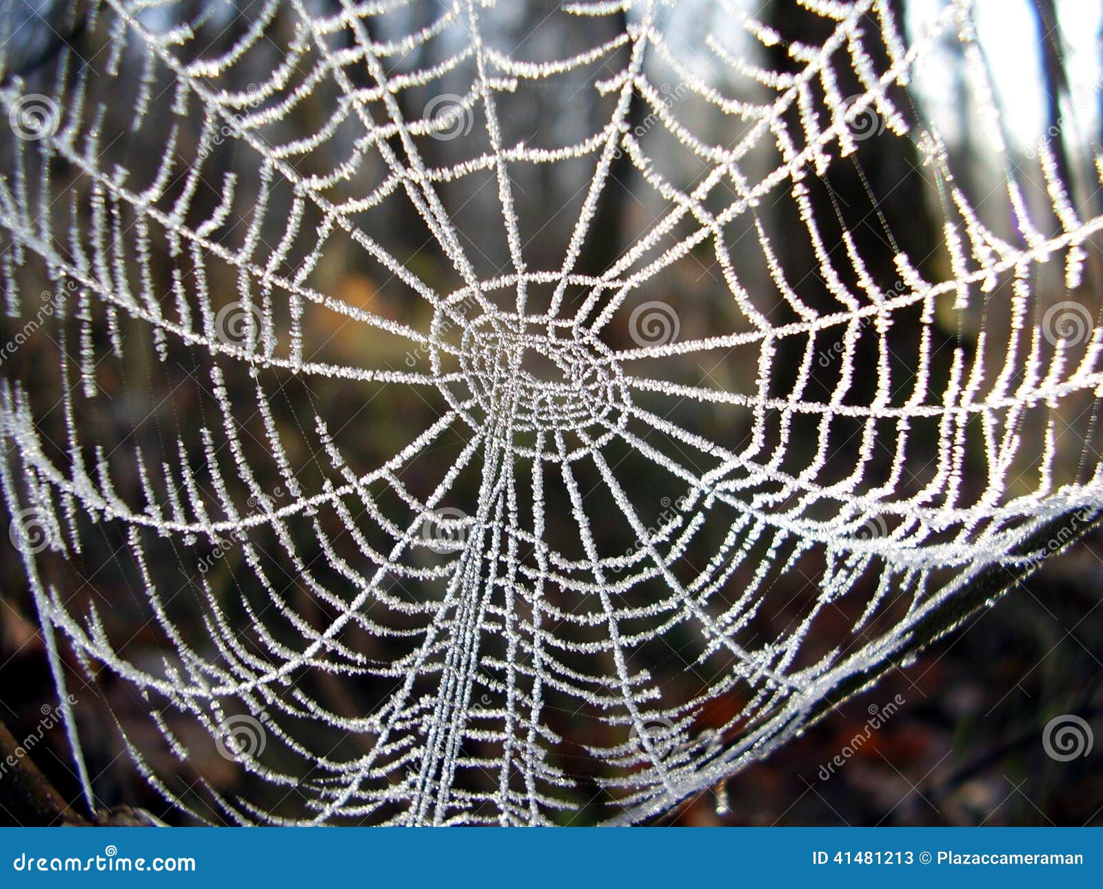 Frozen Cobweb stock image. Image of design, cold, glisten - 41481213