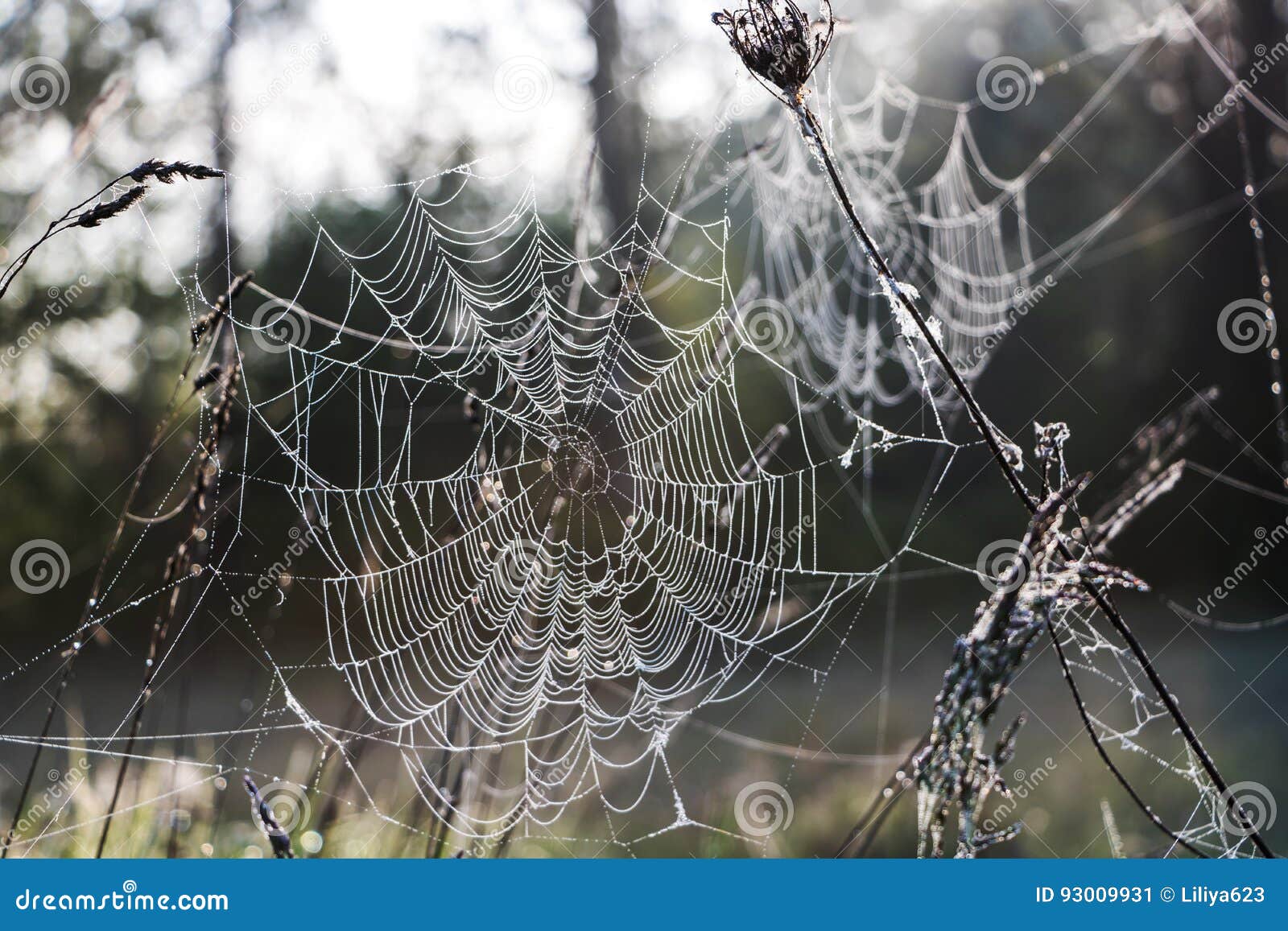 Frozen cobweb stock image. Image of spider, tree, nature - 93009931