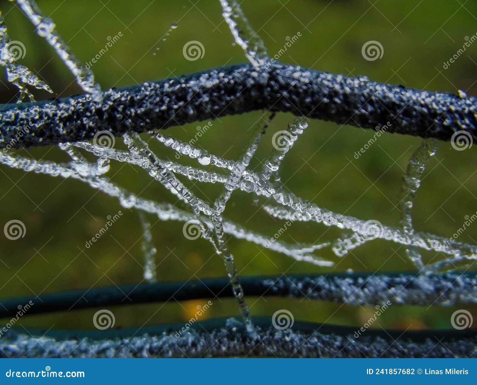 Frozen cobweb stock photo. Image of branch, leaf, water - 241857682
