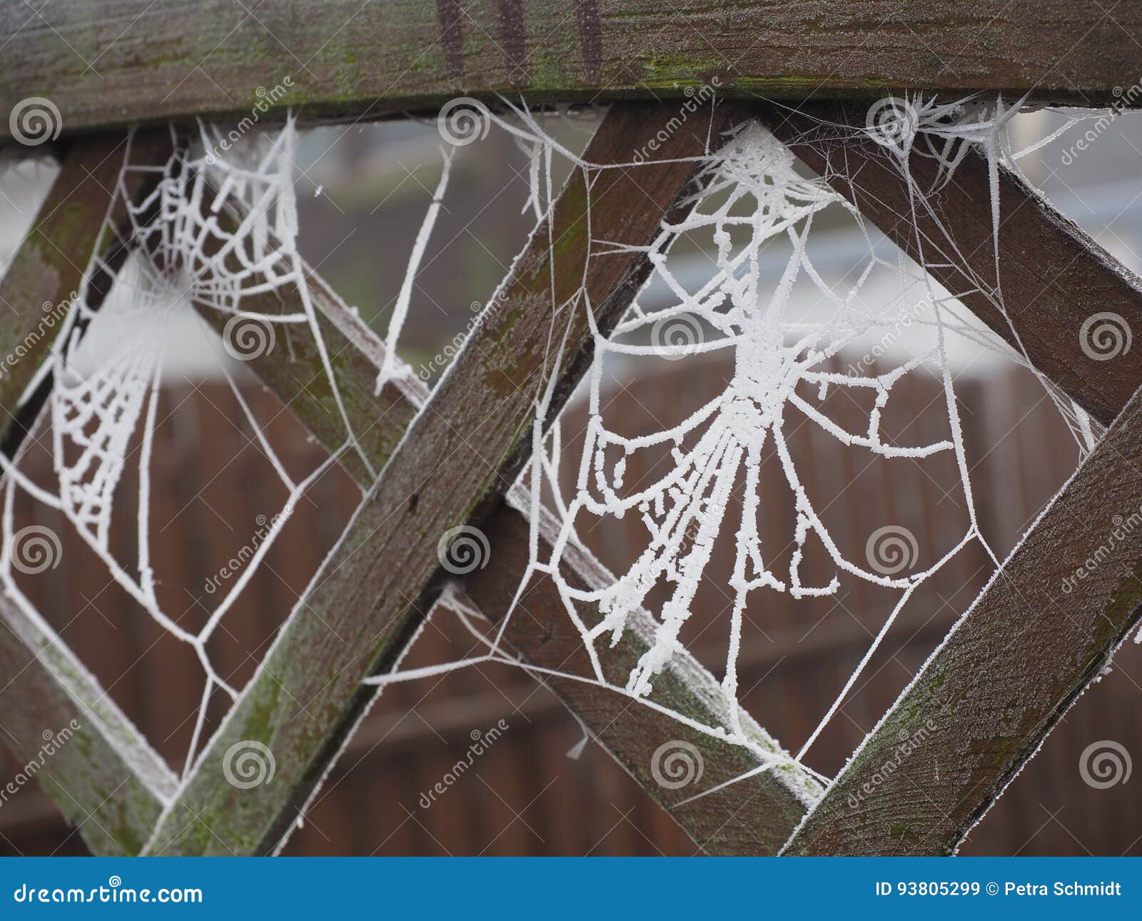 Frozen cobweb stock image. Image of water, outside, november - 93805299