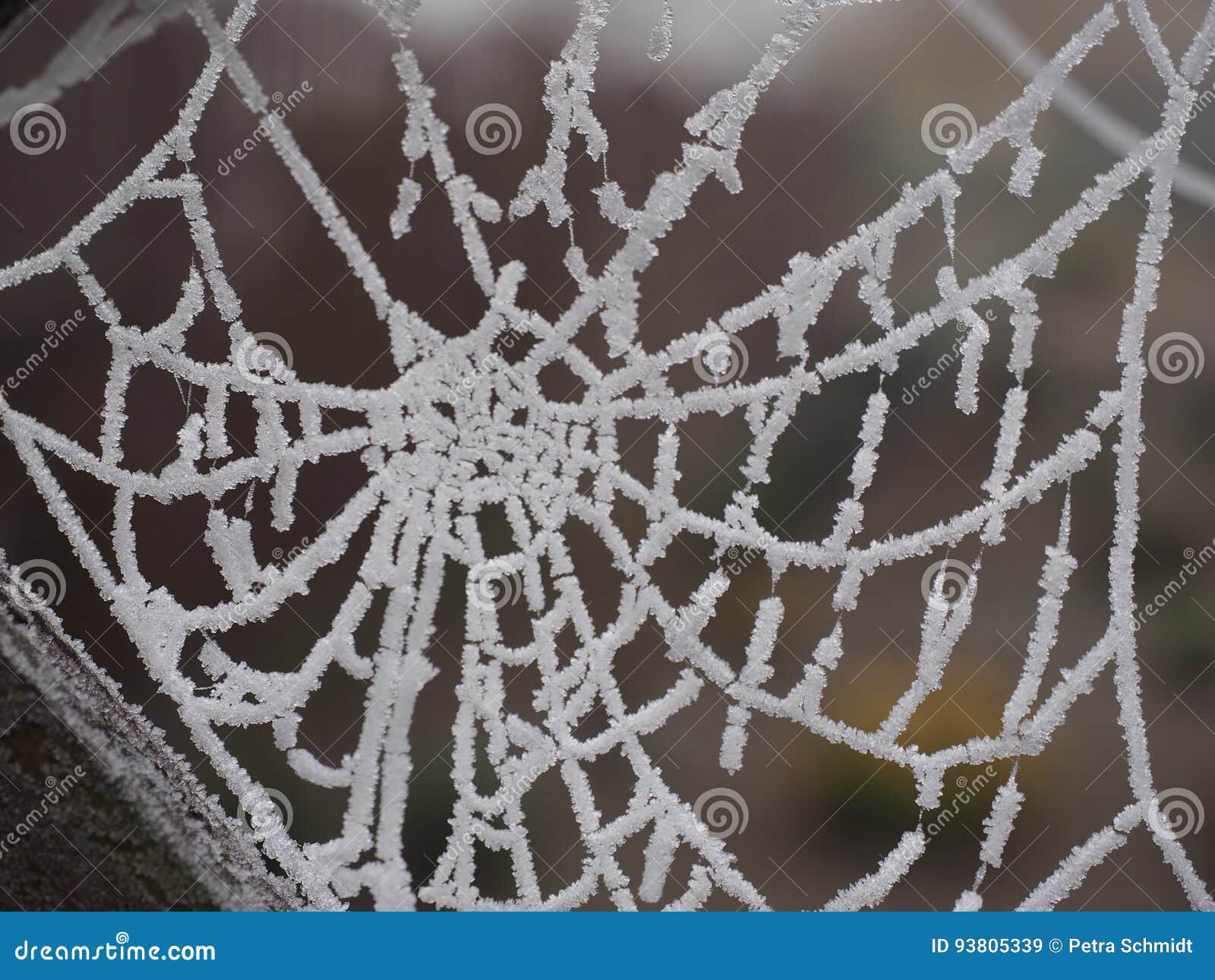 Frozen cobweb stock image. Image of fence, frozen, cobweb - 93805339
