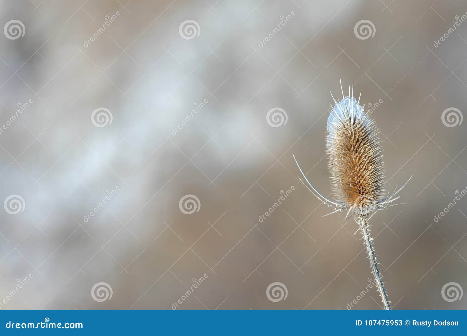 Cold Cockled stock image. Image of environment, ecosystem - 107475953