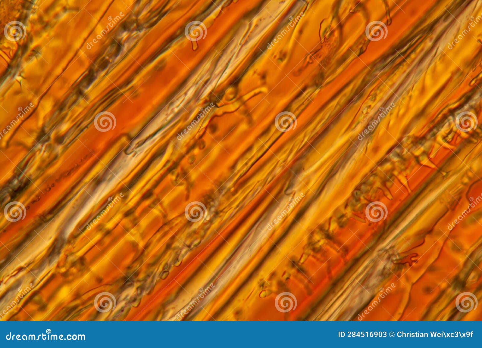 Frozen Coffee Under the Microscope Stock Image - Image of detail ...