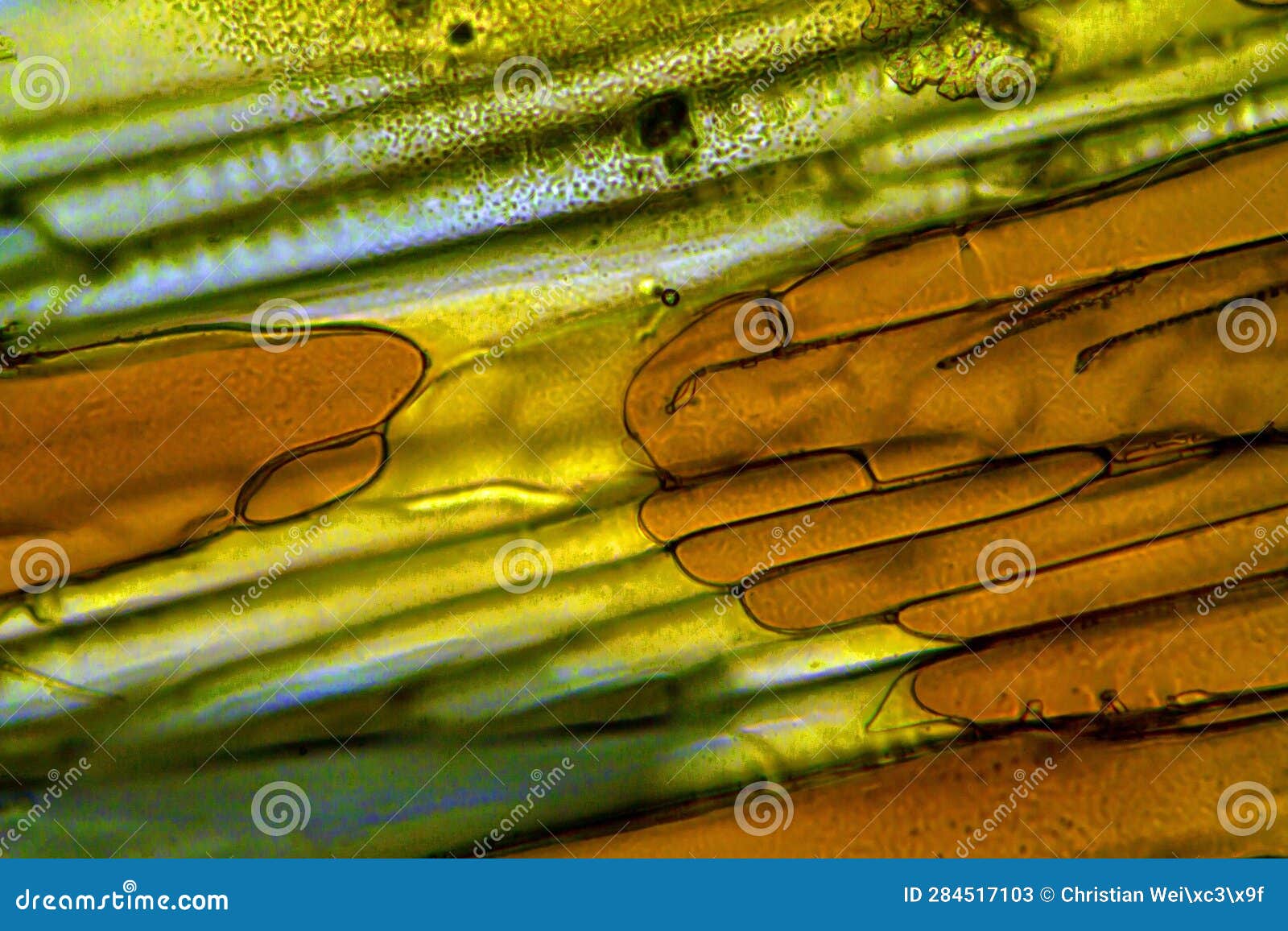 Frozen Coffee Under the Microscope Stock Image - Image of crystal ...