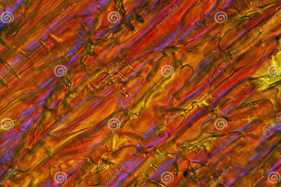 Frozen Coffee Under the Microscope Stock Illustration - Illustration of ...