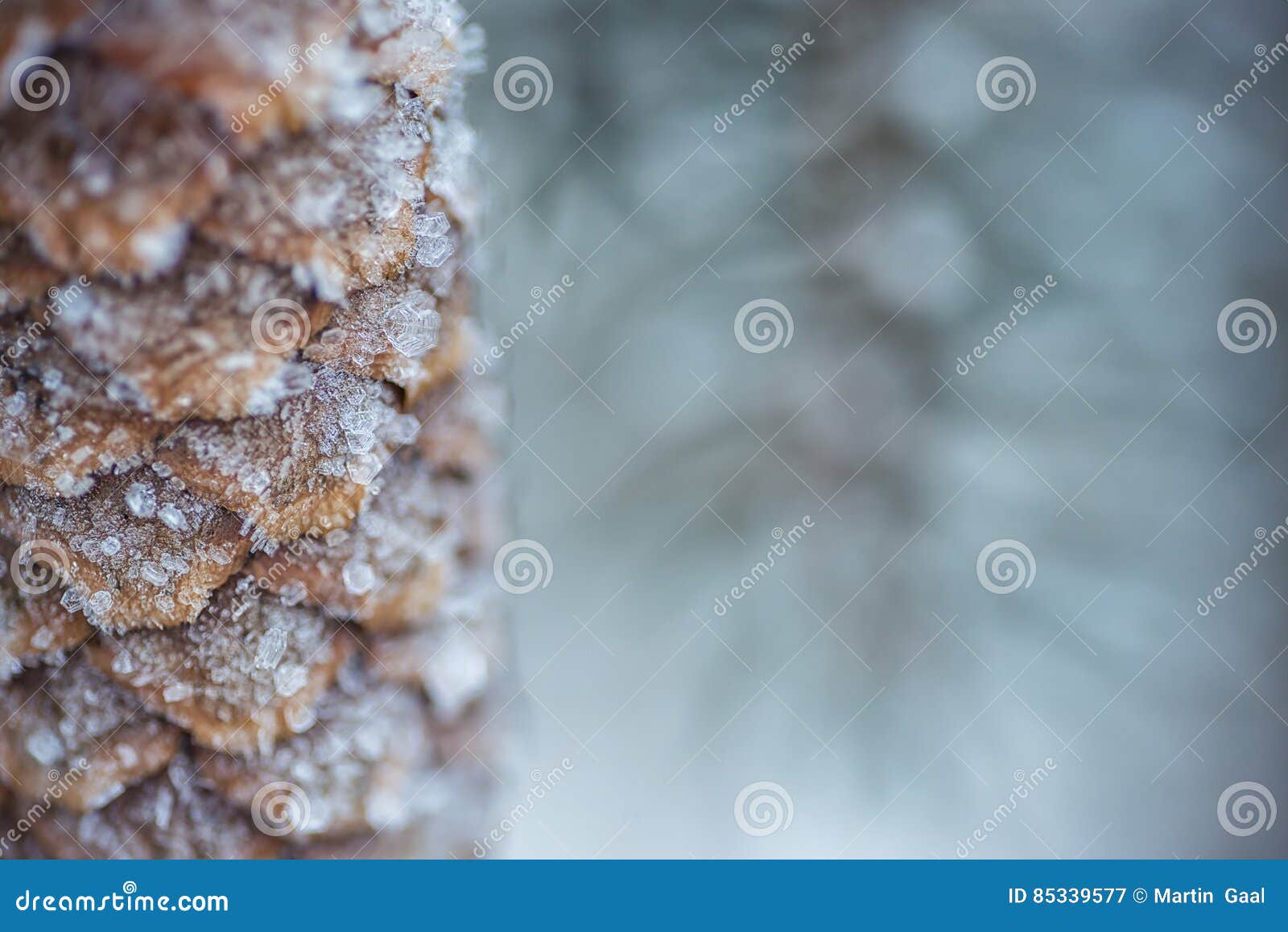Frozen Coniferous Branches with Frozen Cone in White Winter, Winter ...