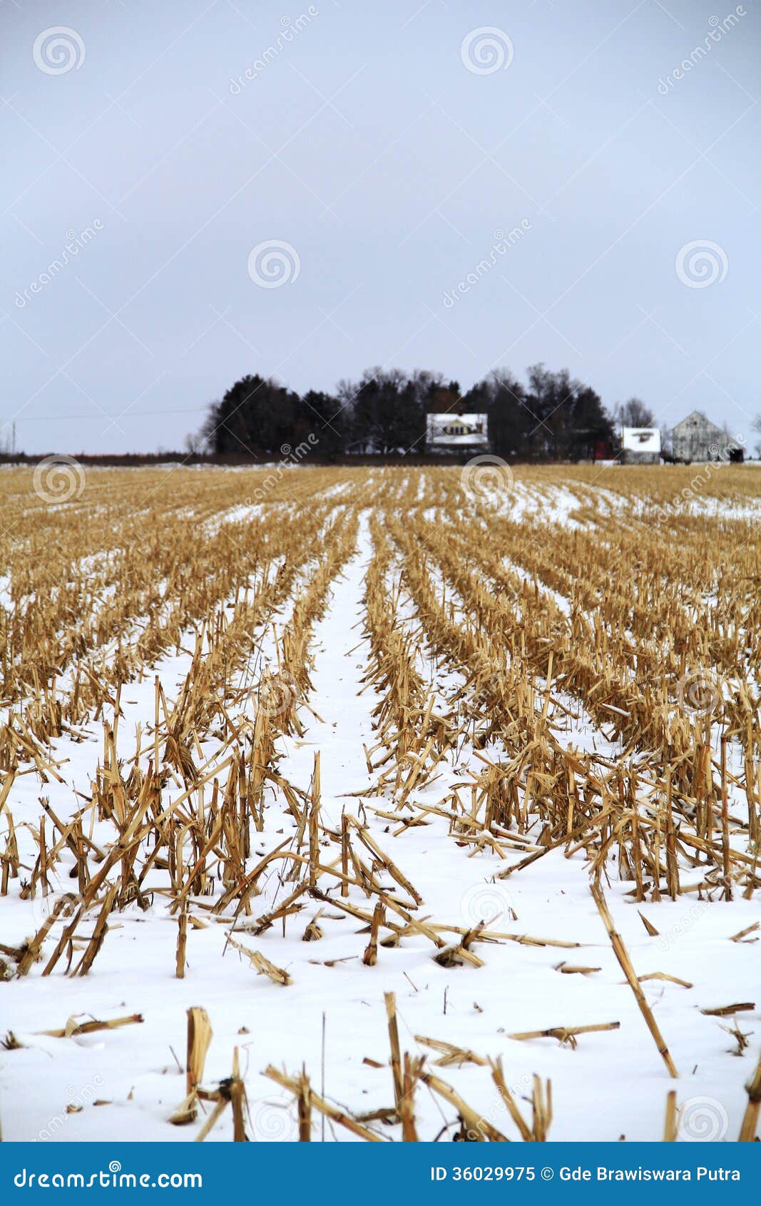 Royalty Free Images, Cartoons, Illustrations And Photos Designed By ...