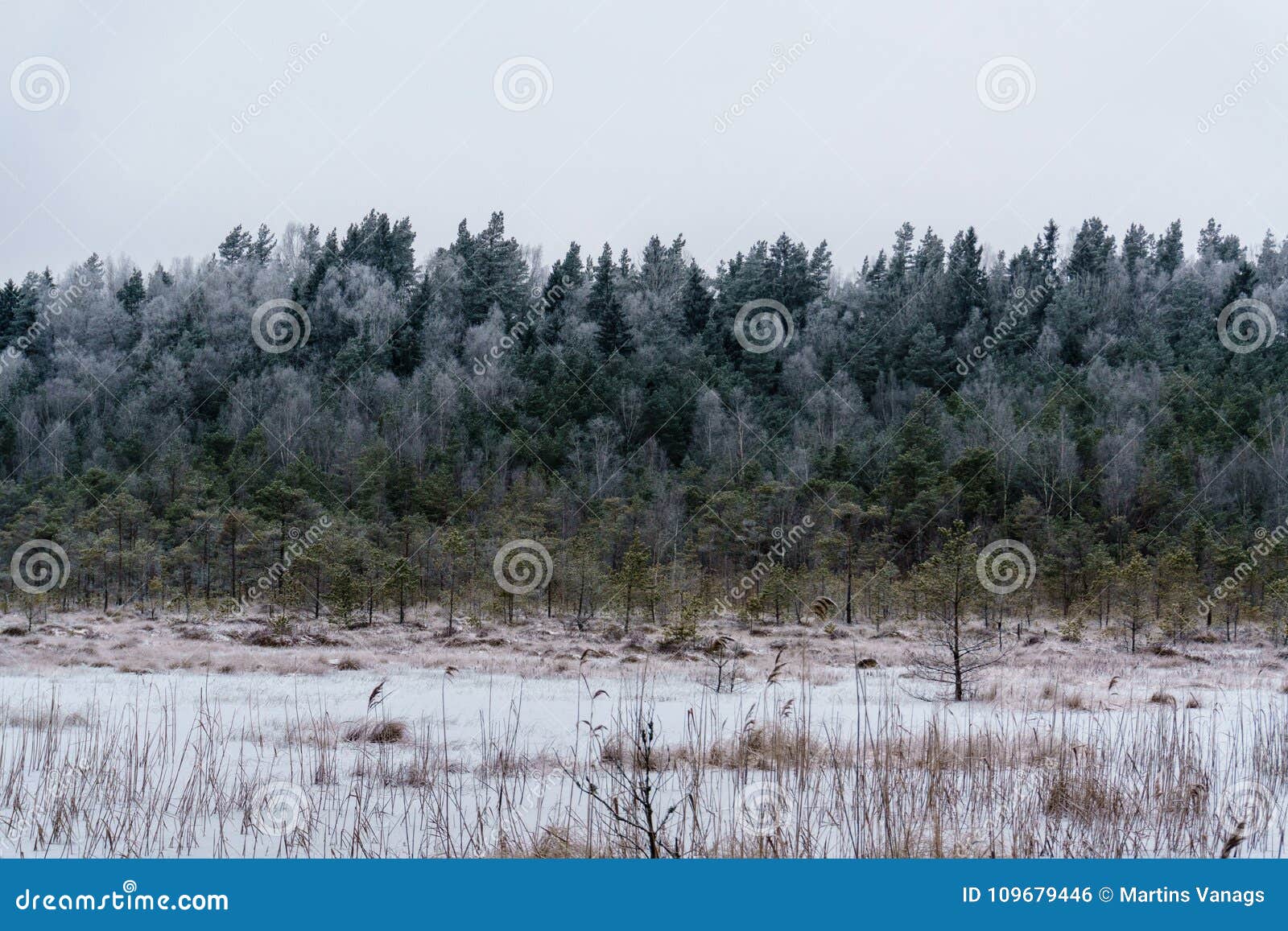Frozen Country Side by the Forest Covered in Snow Stock Photo - Image ...
