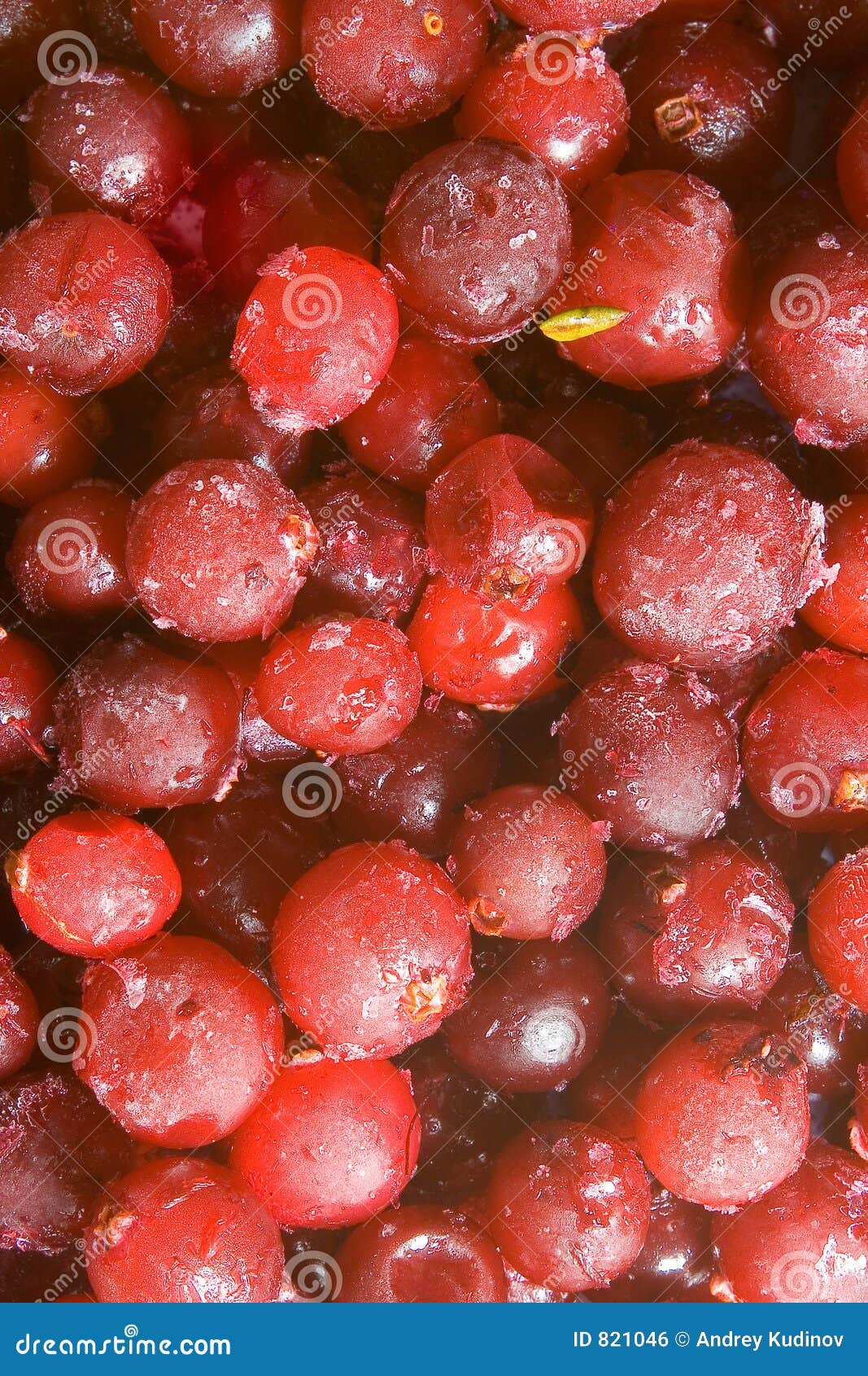 Frozen cranberries stock photo. Image of recipe, market - 821046