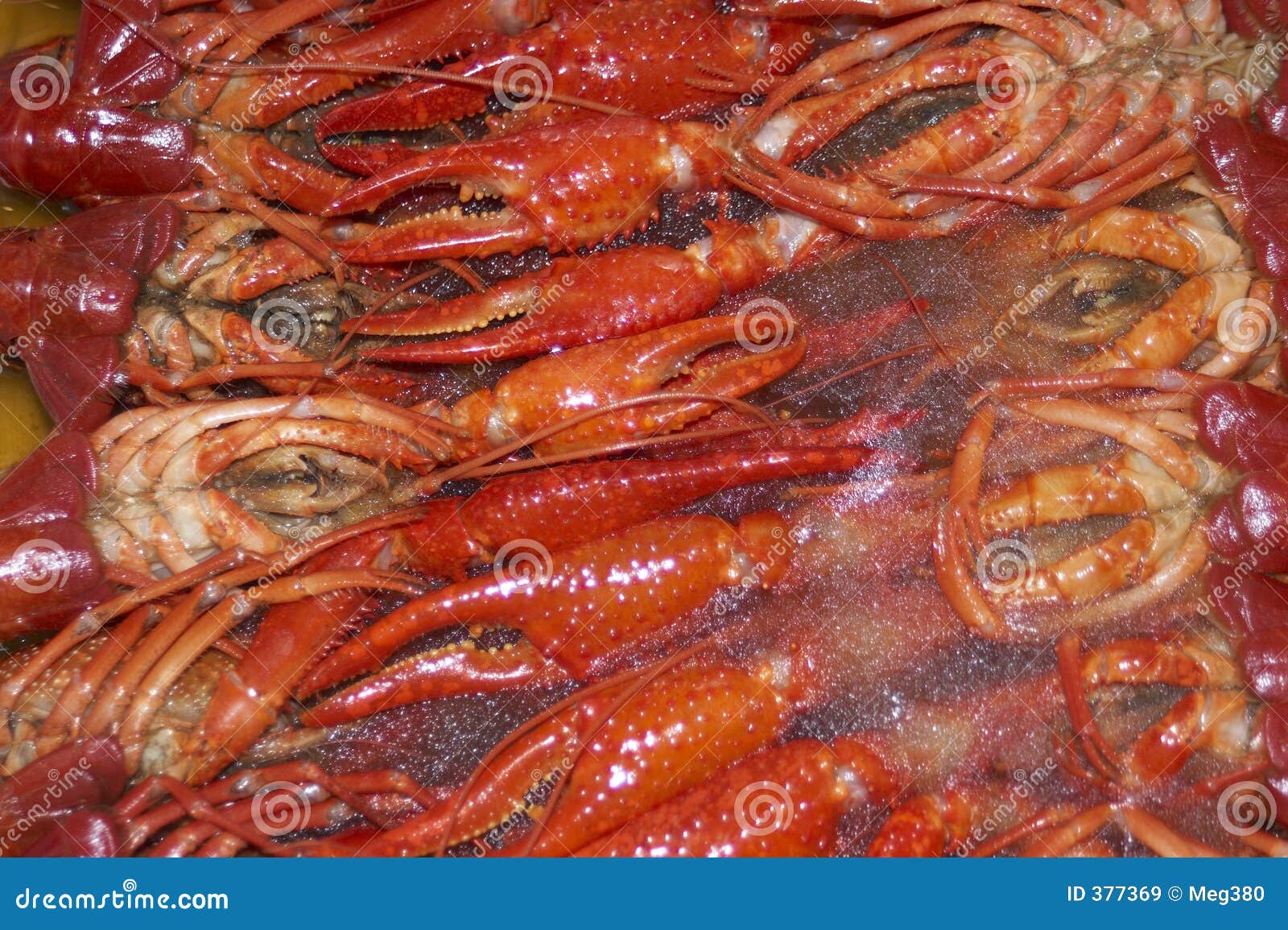 Frozen craw-fish stock image. Image of crab, seaweed, craw - 377369