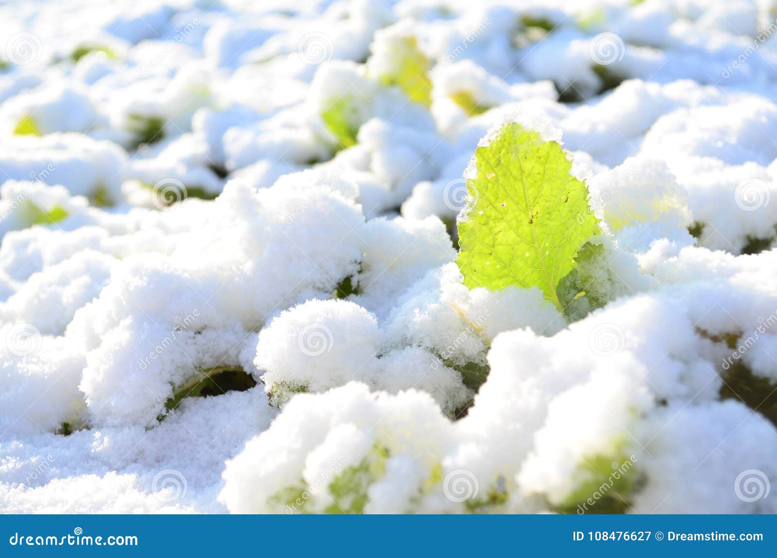 Frozen crop stock image. Image of snow, crop, field - 108476627