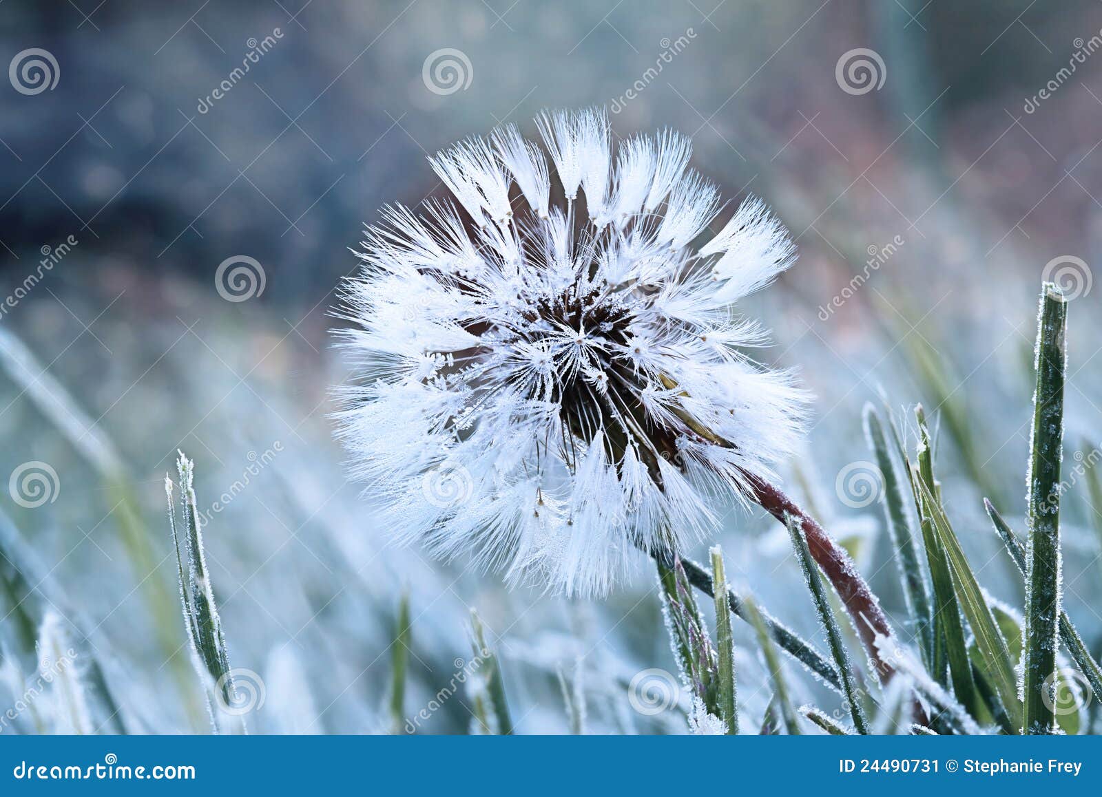 Frozen Dandelion stock image. Image of frozen, seed, dandelion - 24490731