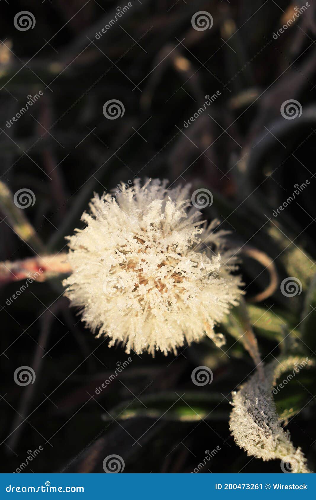 Frozen Dandelion on a Winter Day Stock Image - Image of frozen, closeup ...