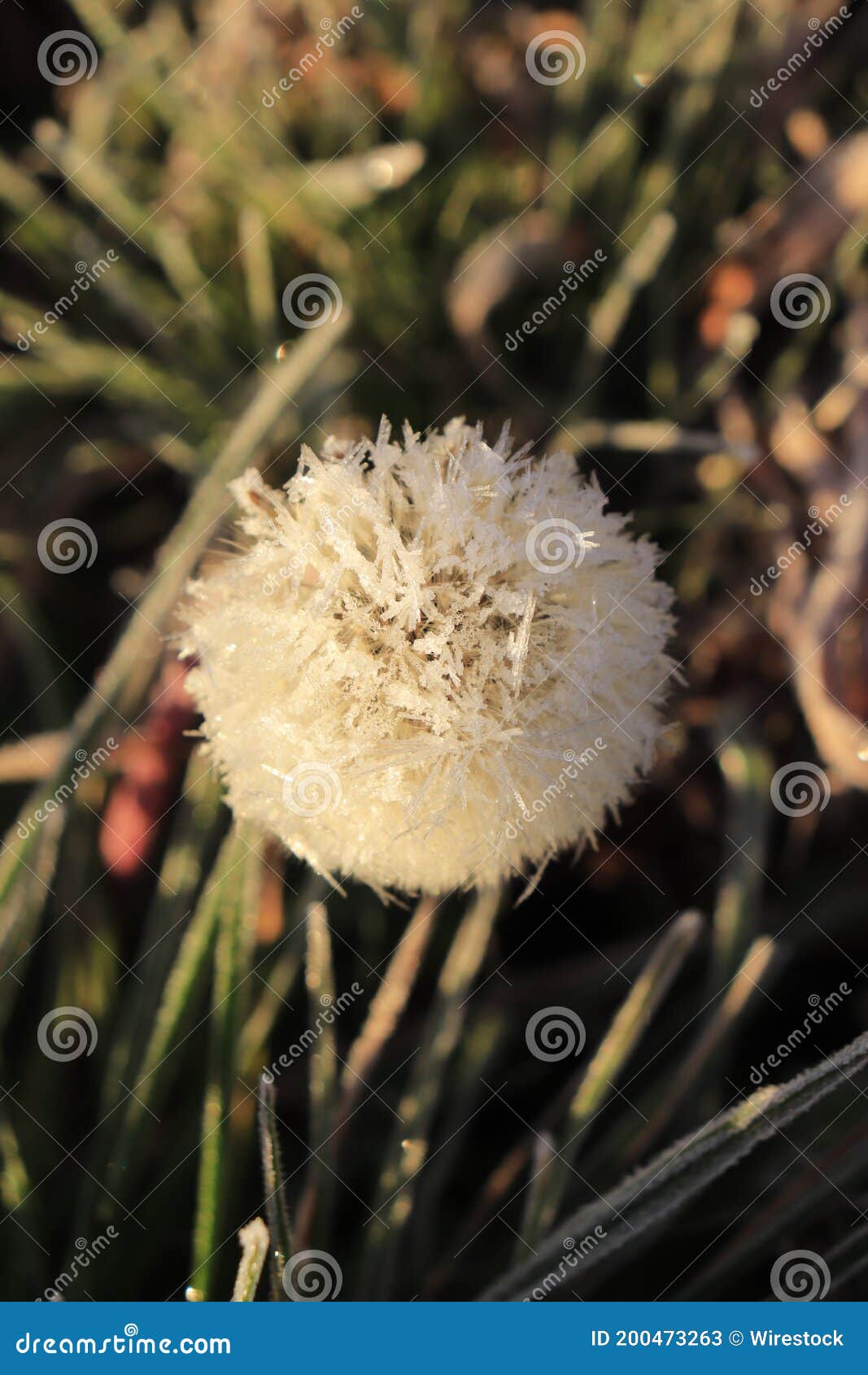 Frozen Dandelion on a Winter Day Stock Image - Image of crystal, frost ...