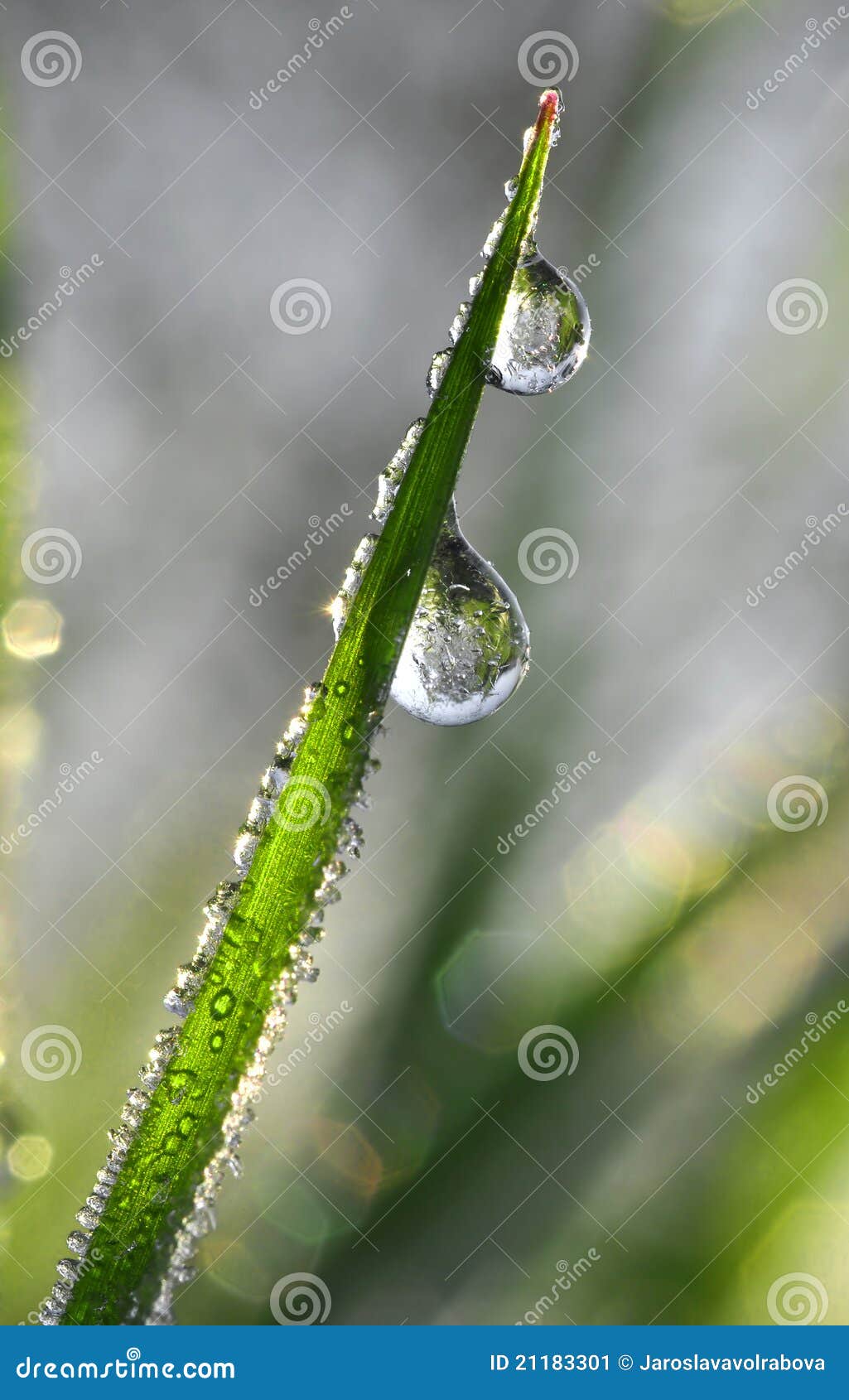 Frozen dew stock image. Image of outdoors, rain, raindrop - 21183301
