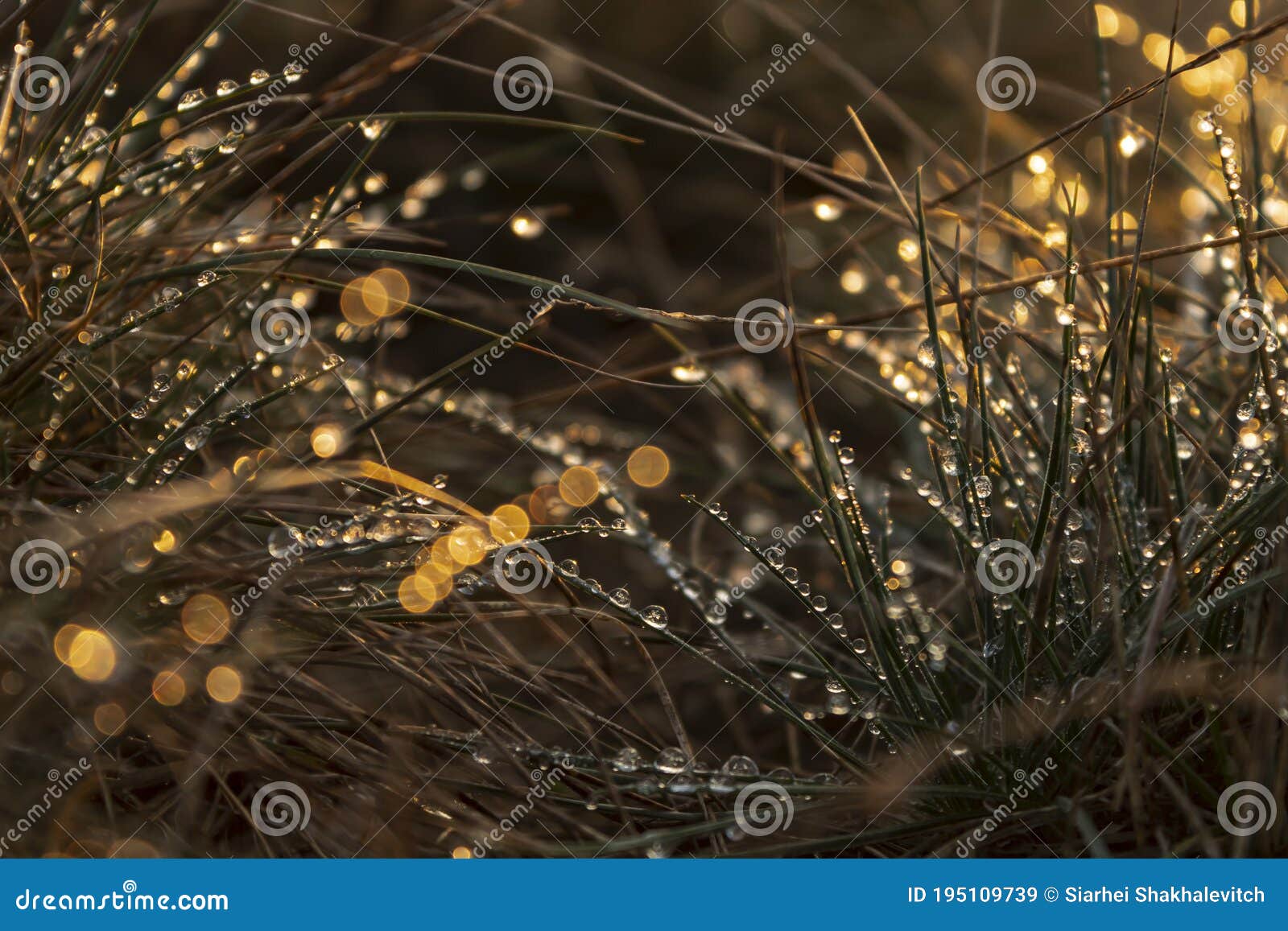Frozen Dew Drops on the Grass Stock Image - Image of rays, background ...
