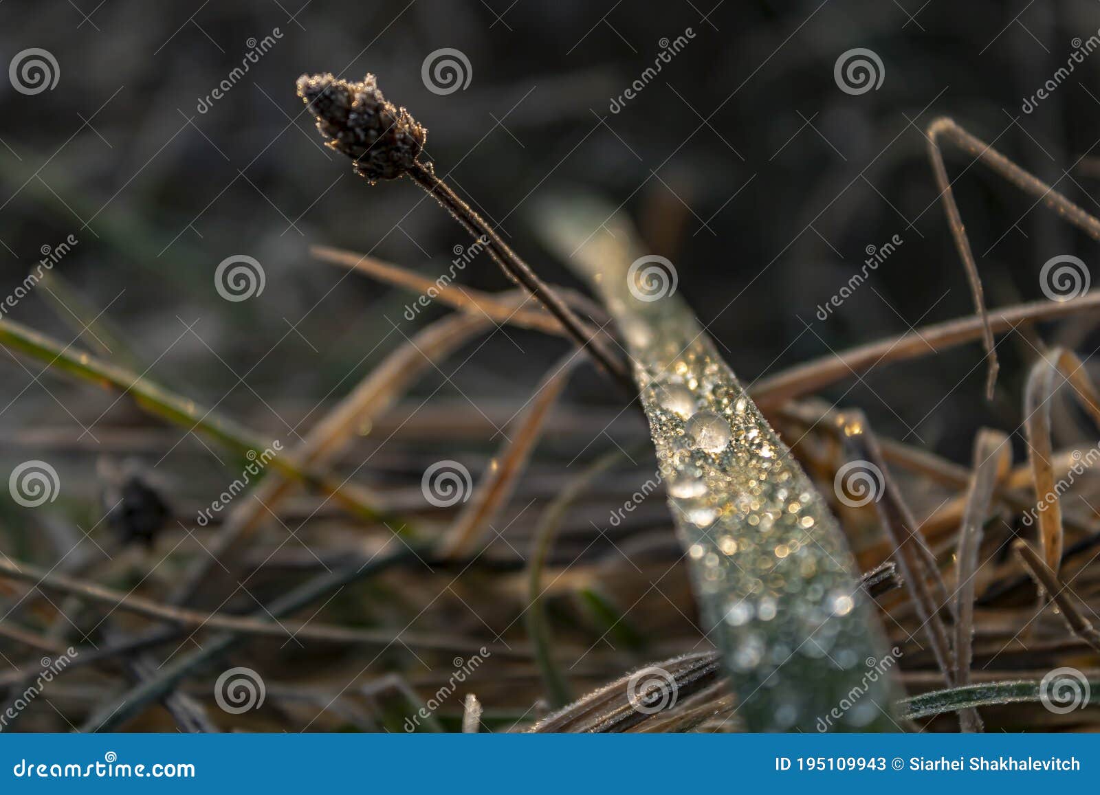 Frozen Dew Drops on the Grass Stock Image - Image of drops, dawn: 195109943