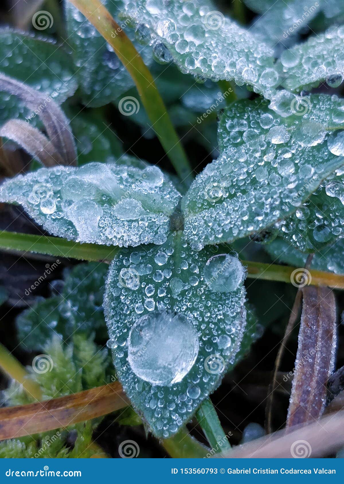Frozen dew drops on leaf stock image. Image of morning - 153560793