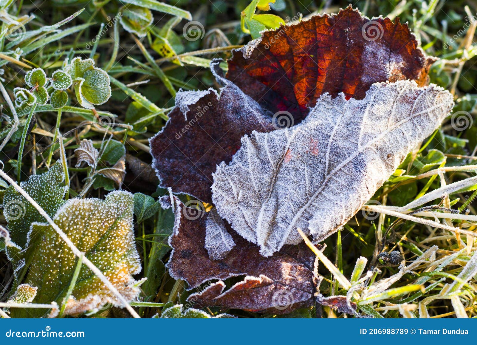 Frozen Dew on the Field and Grass Stock Image - Image of frosty ...