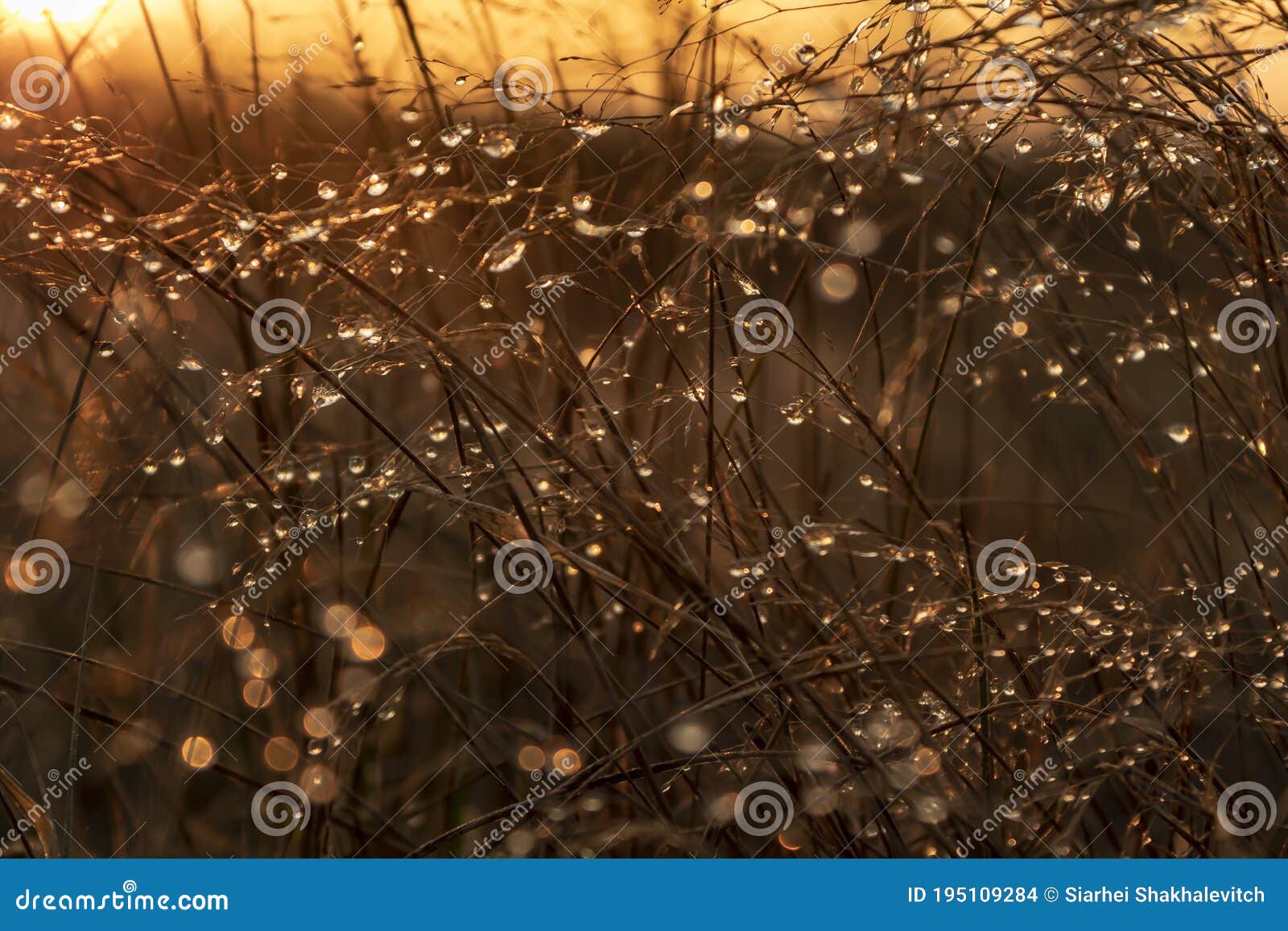 Frozen Dew Drops on the Grass Stock Photo - Image of rising, drops ...