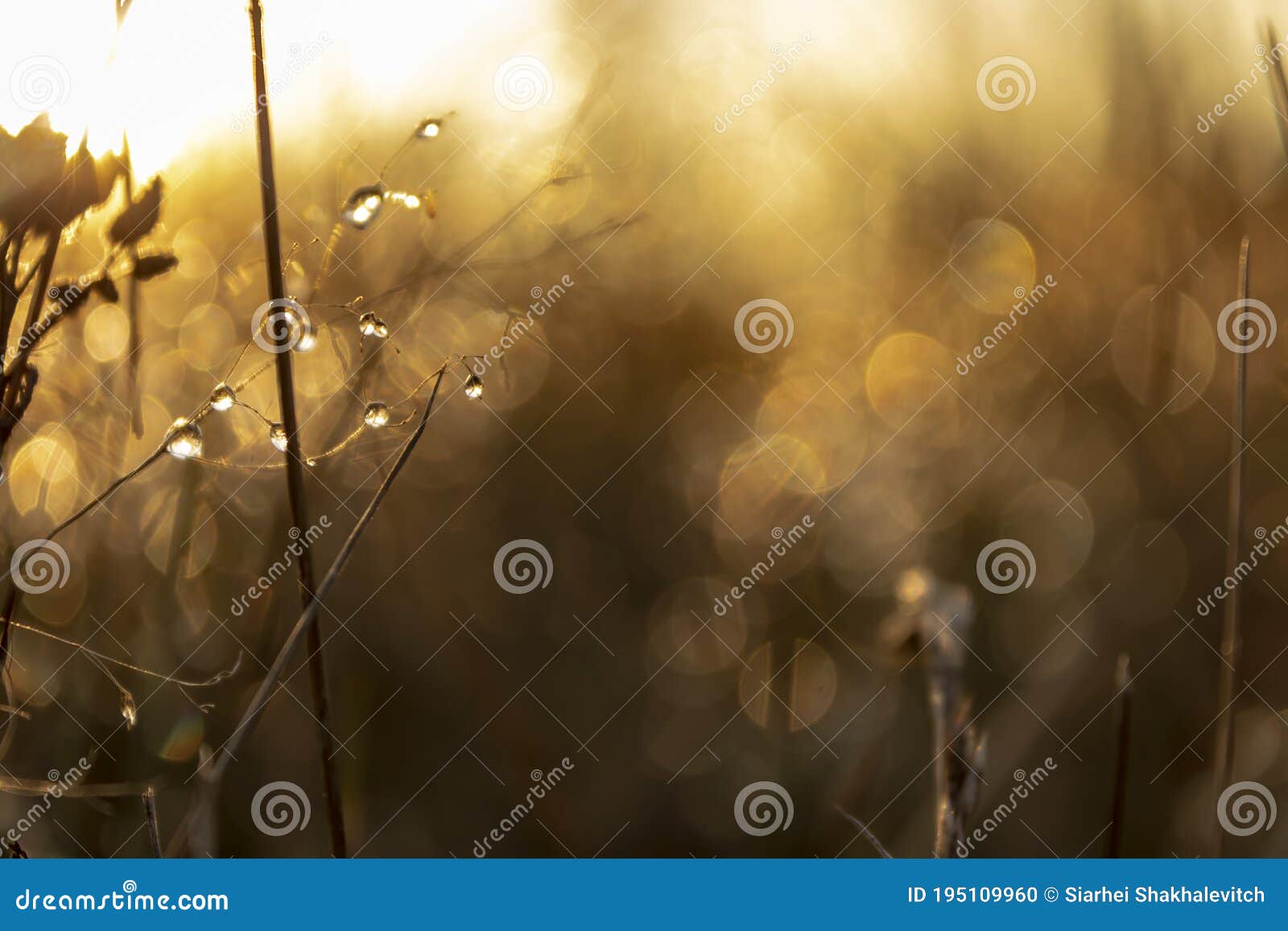 Frozen Dew Drops on the Grass Stock Photo - Image of frosty, grass ...