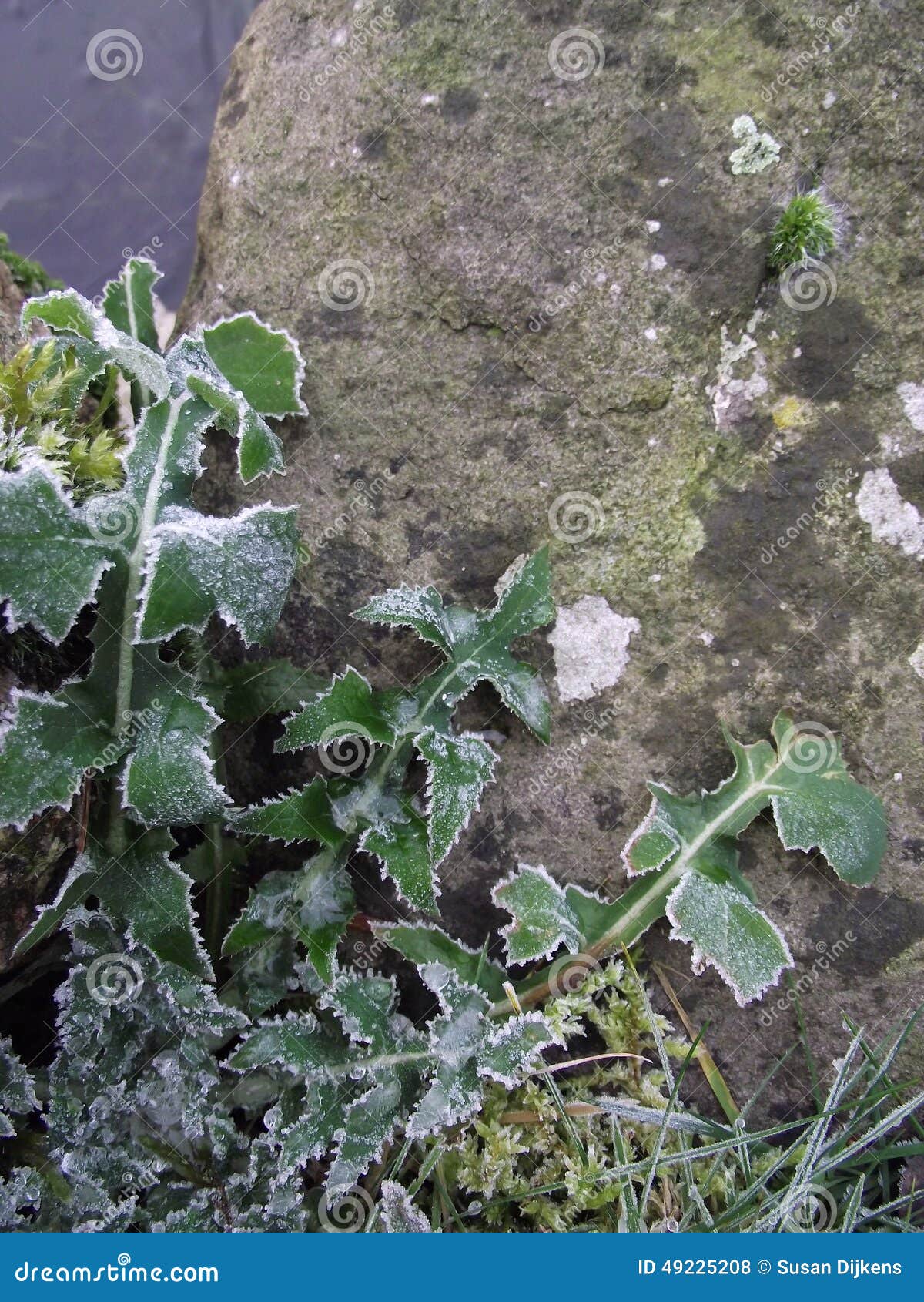 Frozen Distle Stock Photos - Free & Royalty-Free Stock Photos from ...