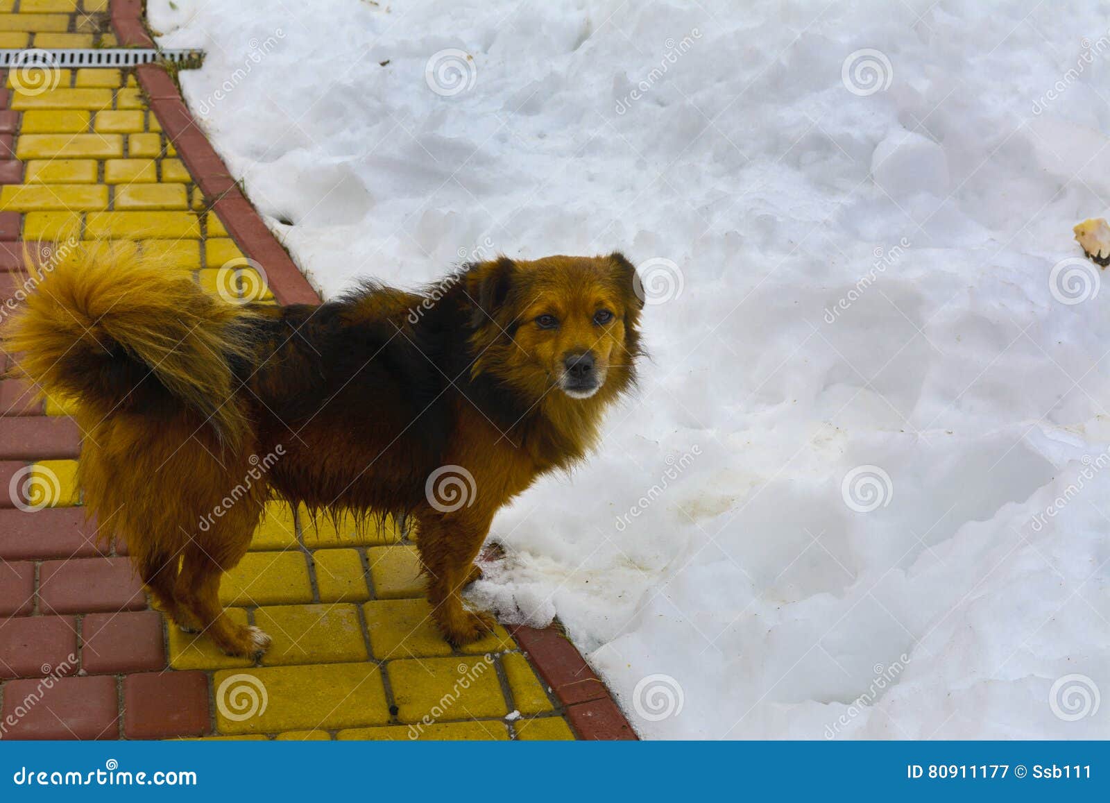 Frozen Dog on the Path with Snow in the Yard of a House Stock Image ...