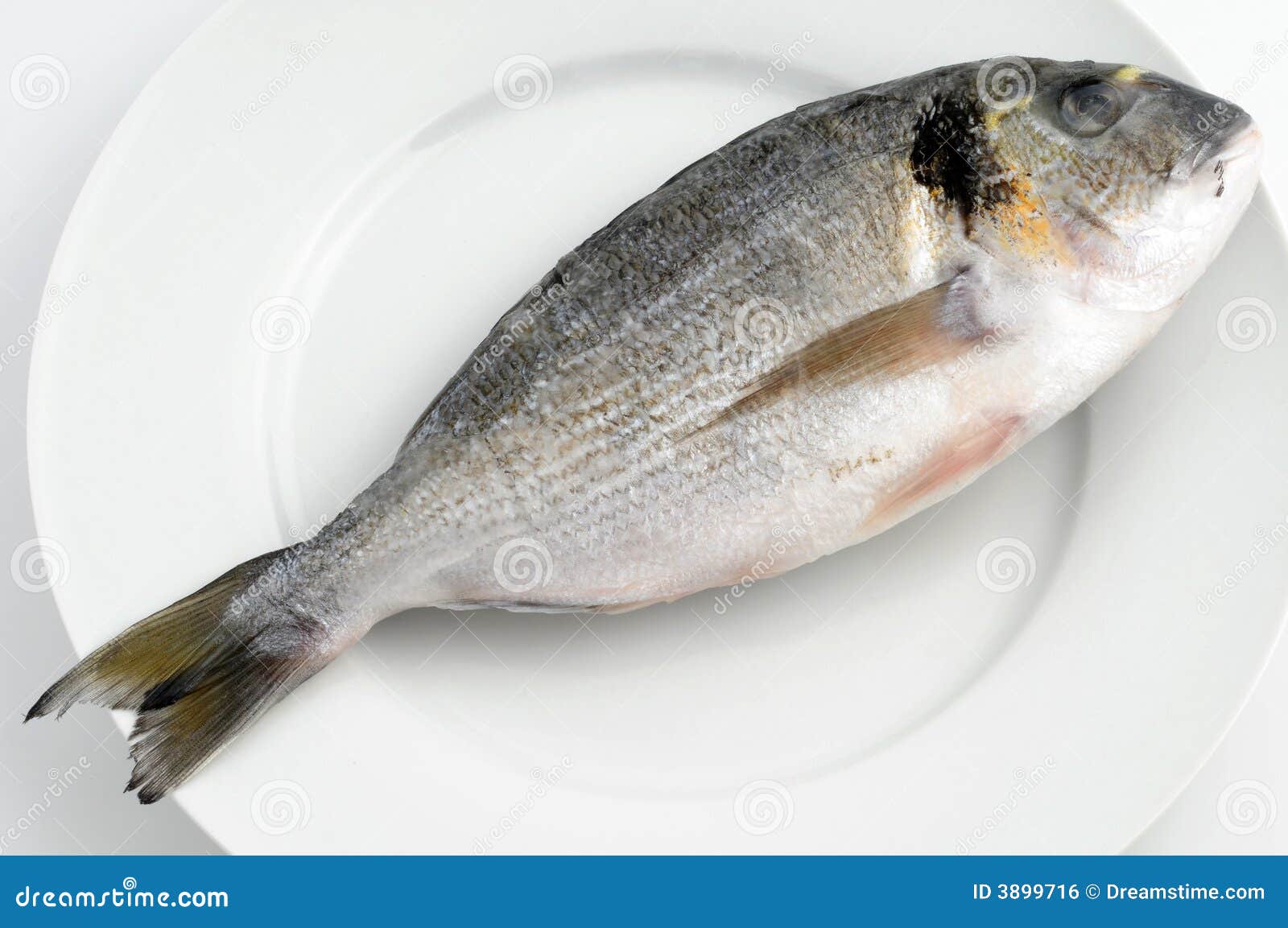 Frozen Dorade stock photo. Image of mediterranean, health - 3899716