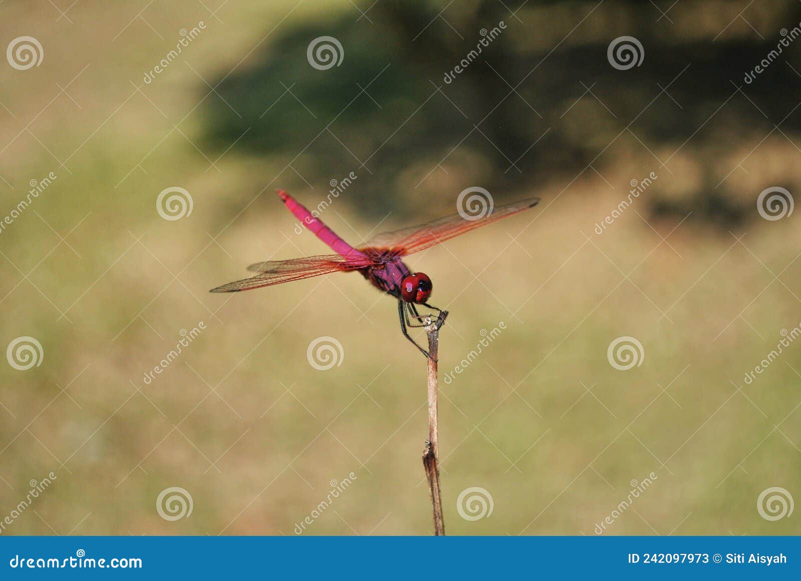 Frozen Dragonfly stock image. Image of frozen, closeup - 242097973