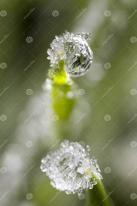 Frozen drew drops stock photo. Image of frigid, winter - 3892520