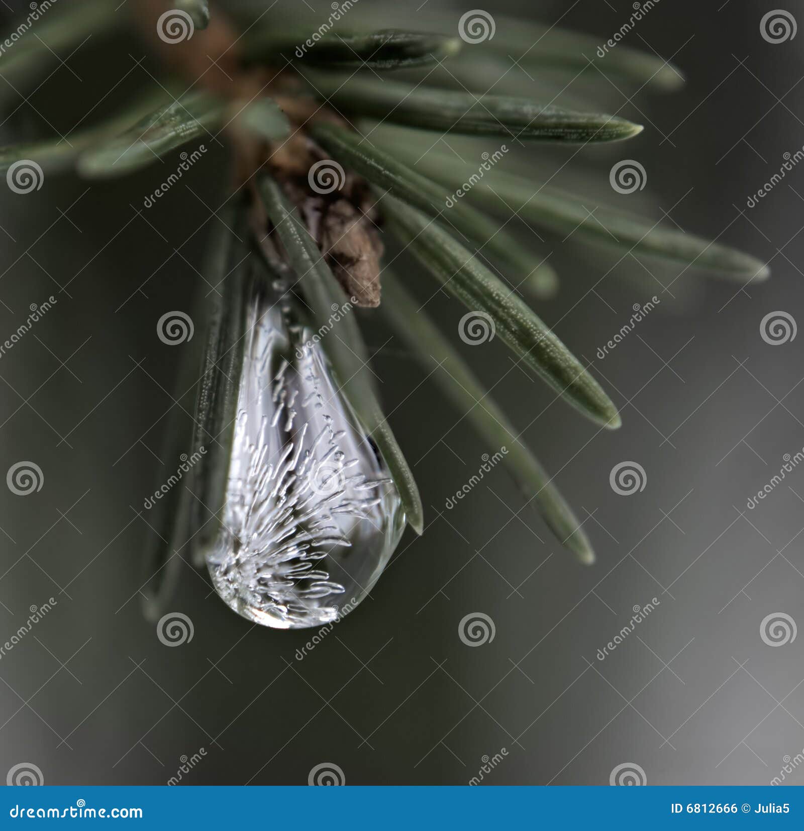 The frozen droplet stock photo. Image of branch, drop - 6812666