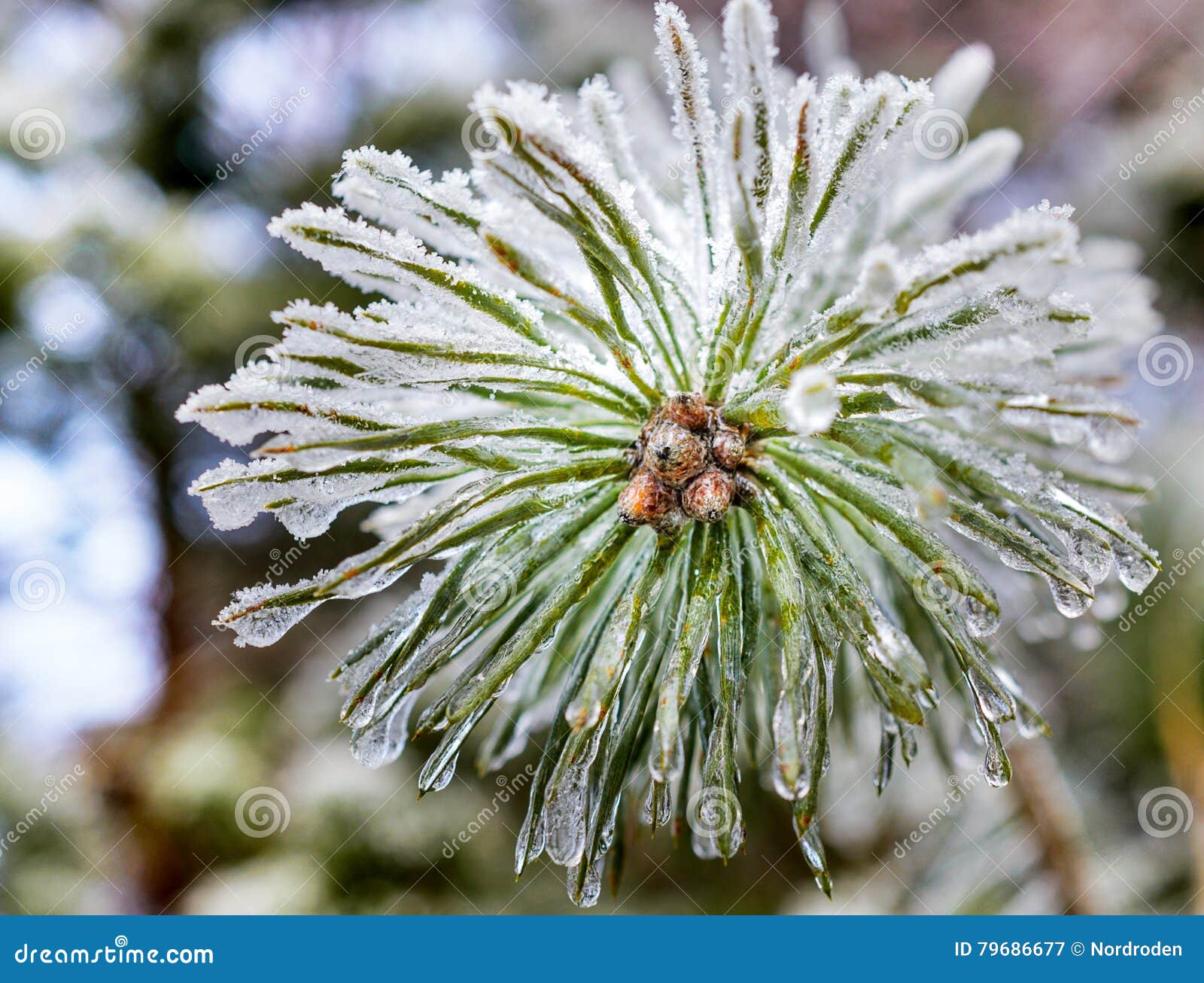 The Frozen Droplets of Ice on Pine Needles. Stock Image - Image of snow ...