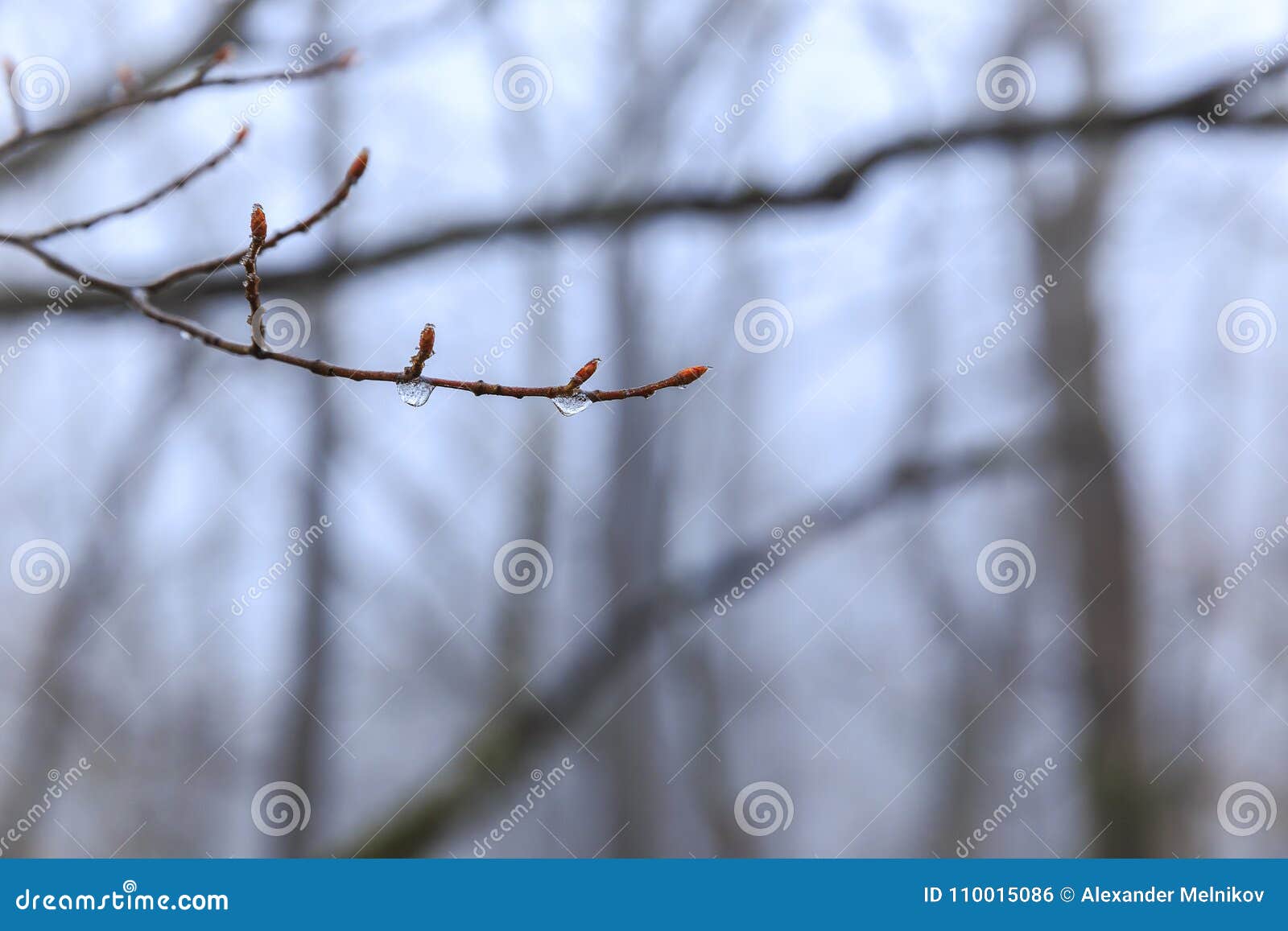 Frozen Drops on the Branches of a Tree in the Forest Stock Photo ...