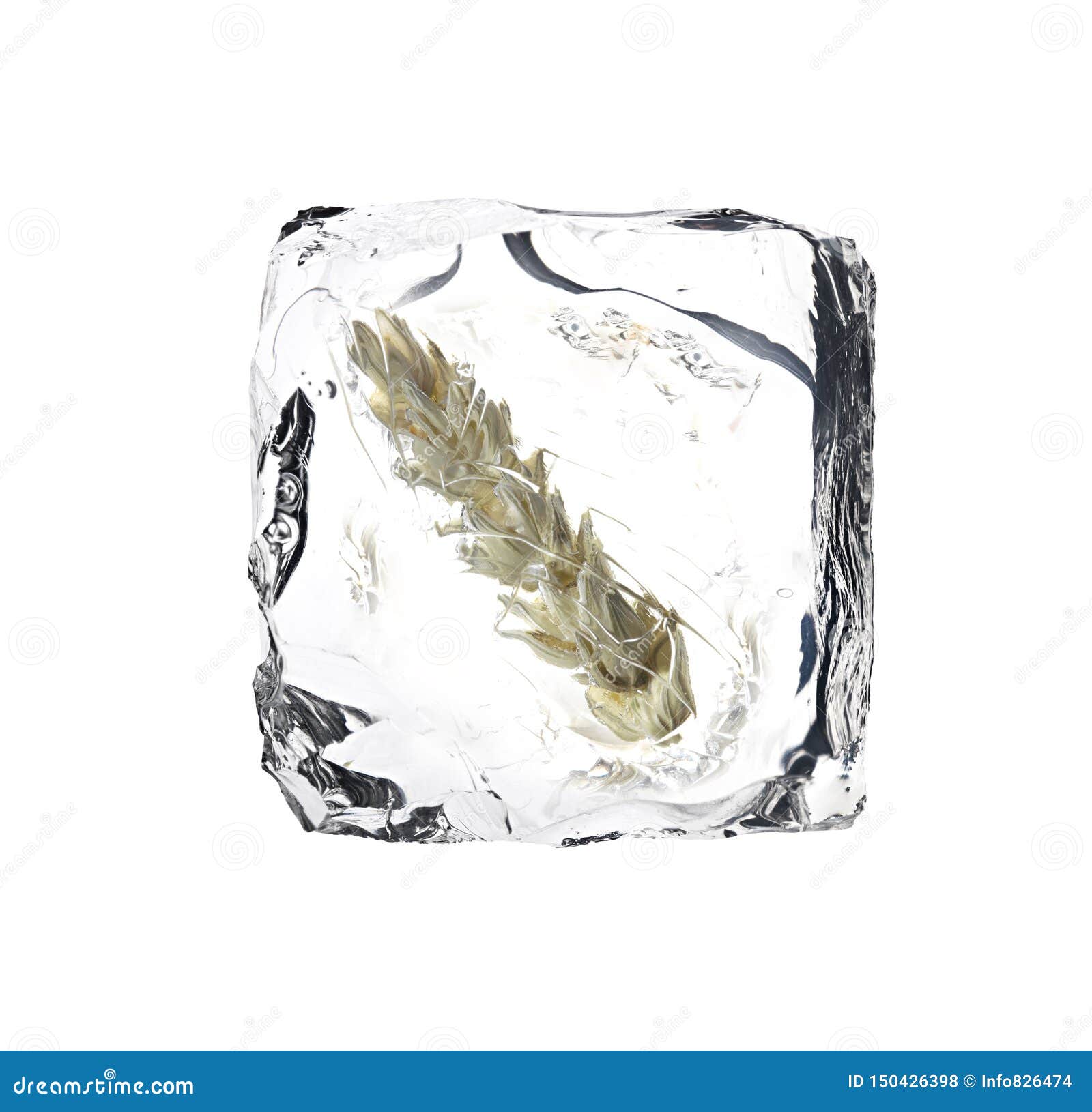 Frozen Ear Inside a Ice Cube Isolated on White Stock Photo - Image of ...
