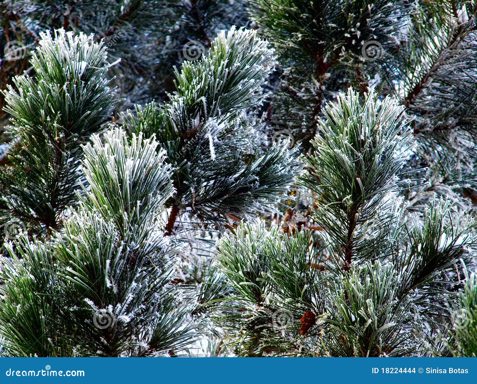 Frozen evergreen stock photo. Image of pine, woods, frozen - 18224444