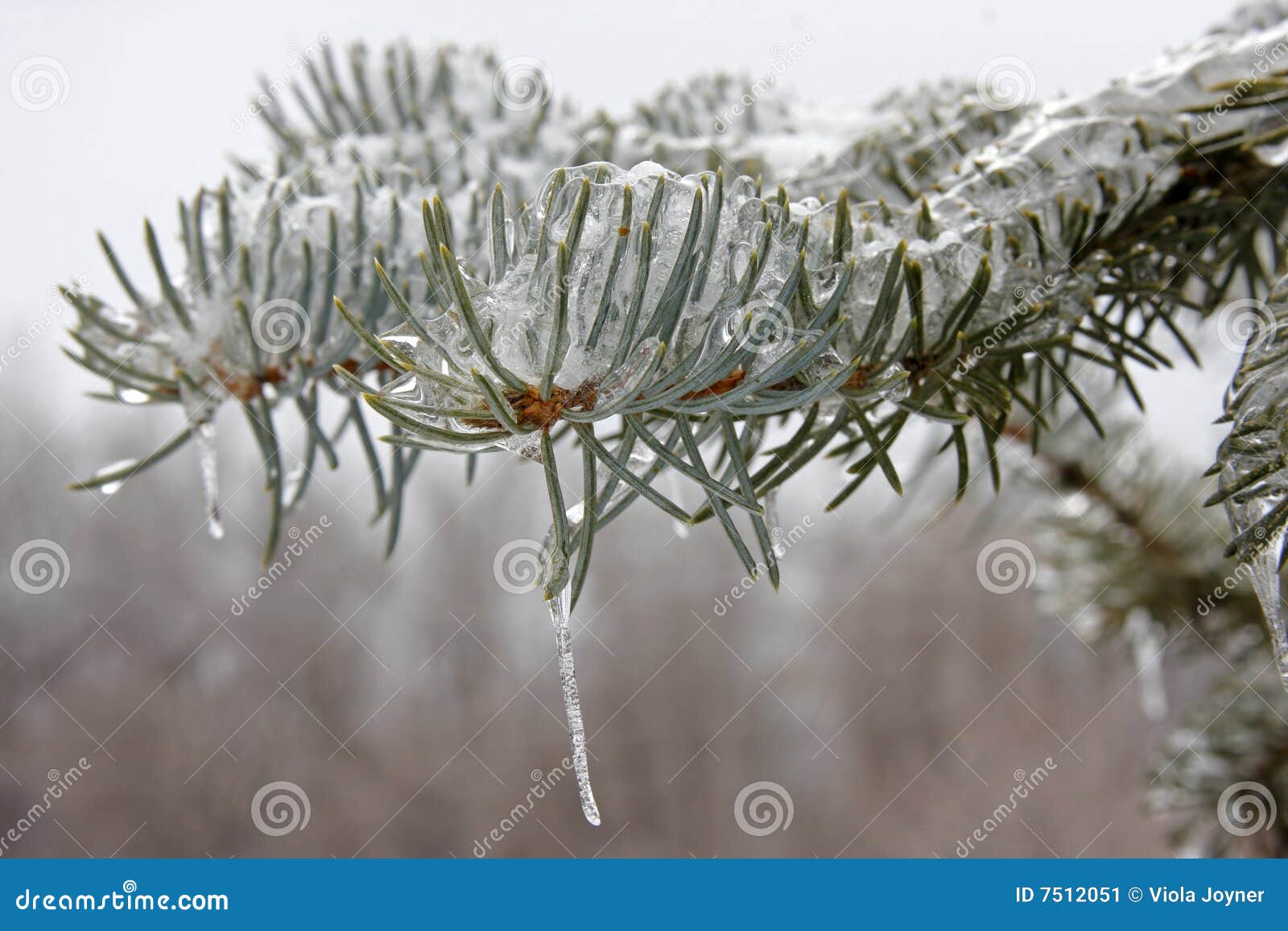 Frozen Evergreen Branch stock image. Image of card, branches - 7512051