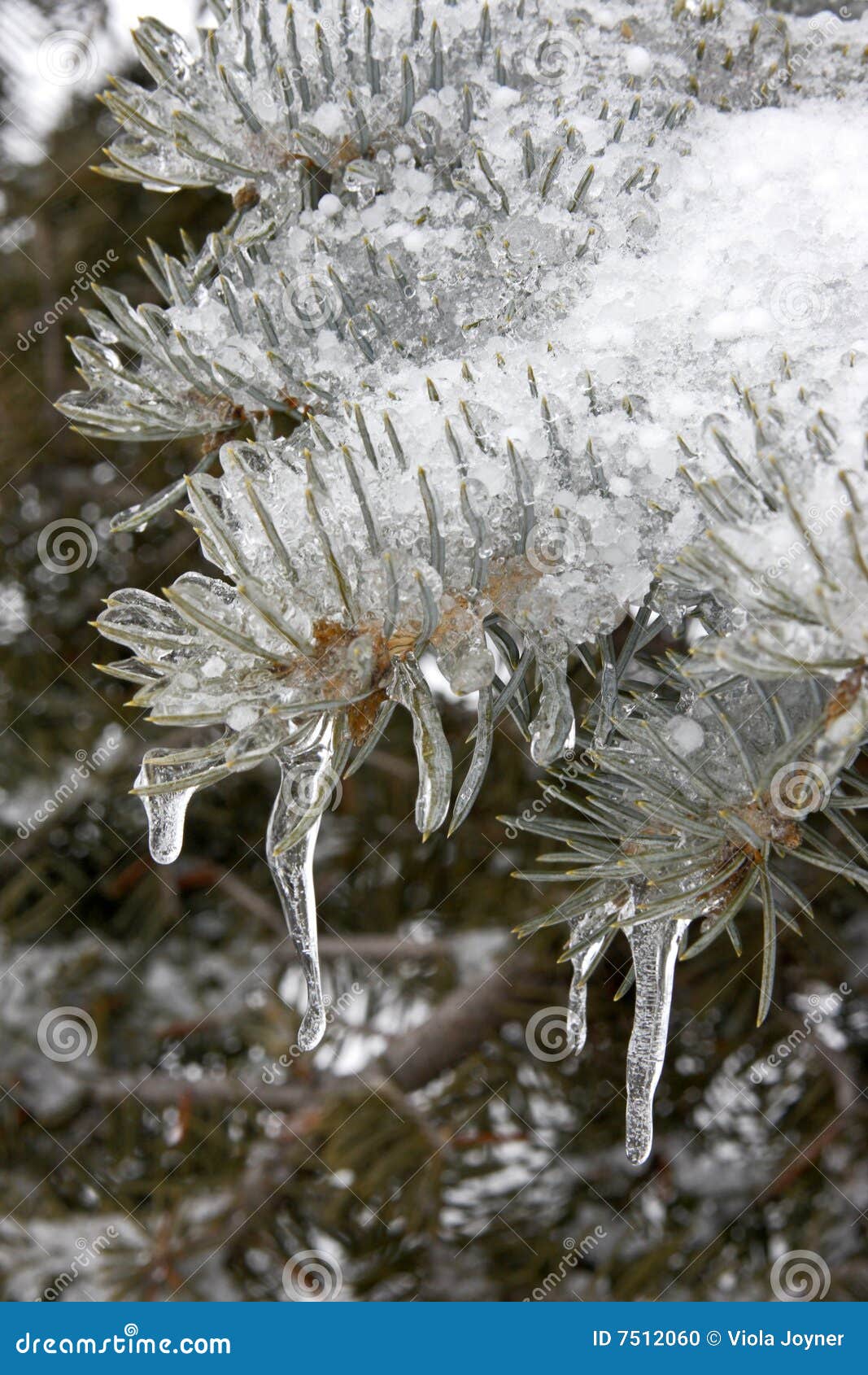 Frozen Evergreen Branch stock photo. Image of green, evergreen - 7512060