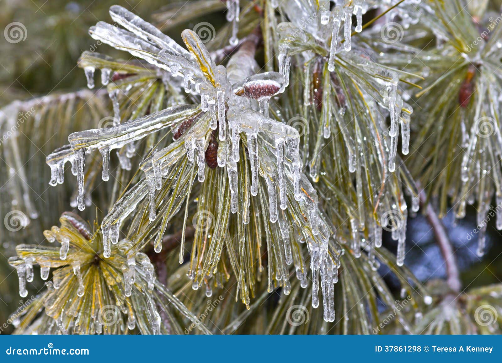 Frozen Evergreen Ends stock photo. Image of beauty, shiny - 37861298