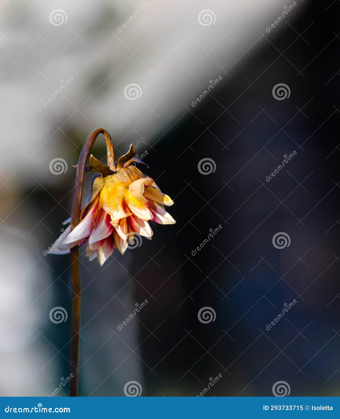 Frozen Faded Flower Close Up Stock Image - Image of landscape ...