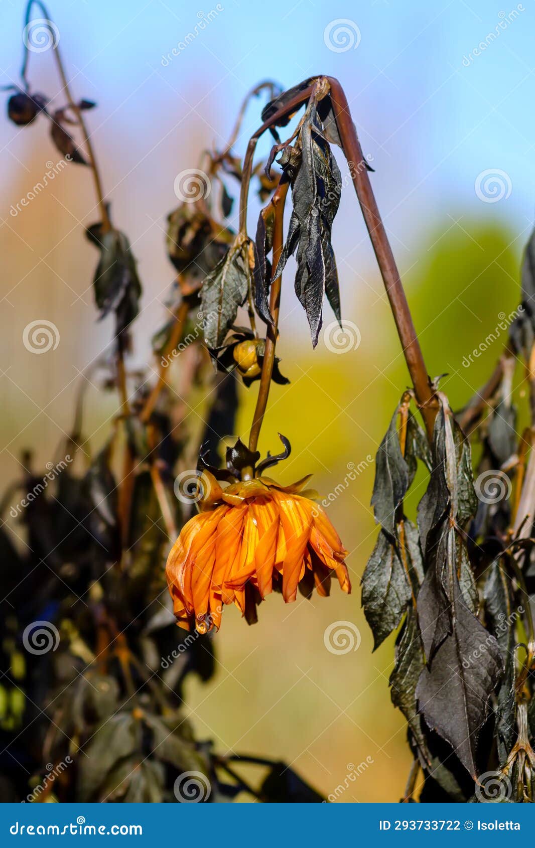 Frozen Faded Flower Close Up Stock Photo - Image of light, grass: 293733722