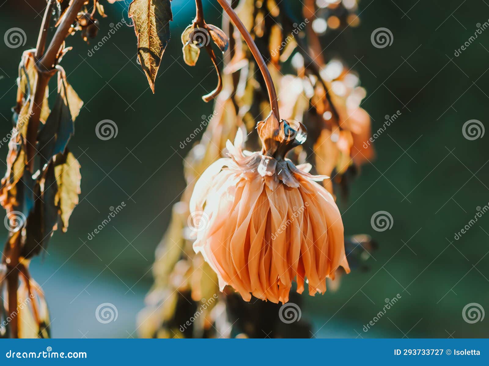 Frozen Faded Flower Close Up Stock Image - Image of season, sunlight ...