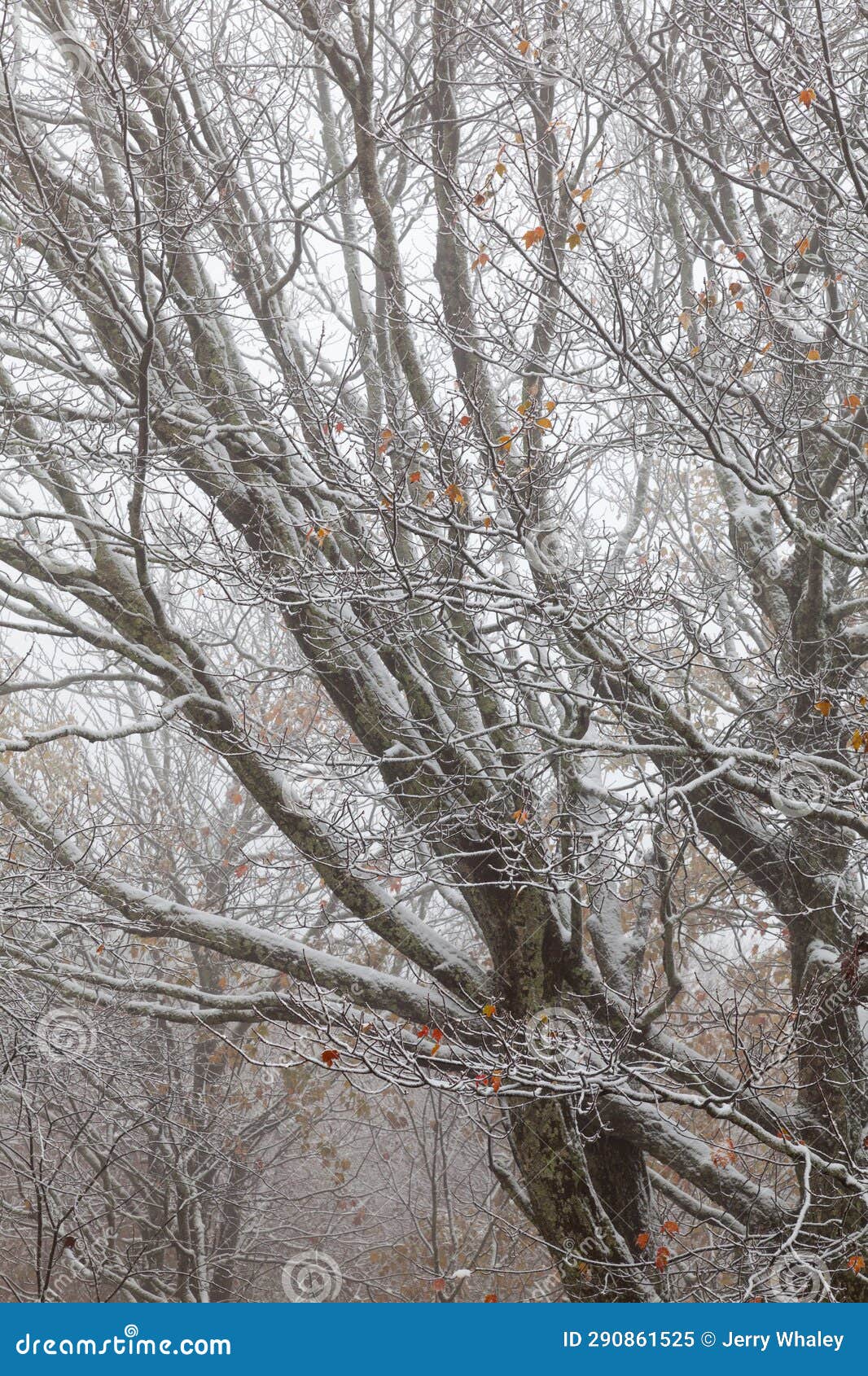 Frozen Fall Foliage at Max Patch Stock Image - Image of snow, pisgah ...