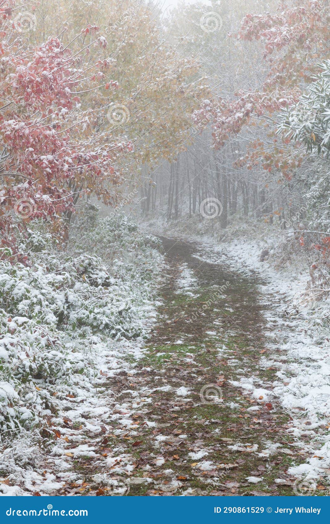 Frozen Fall Foliage at Max Patch Stock Image - Image of snow, frozen ...