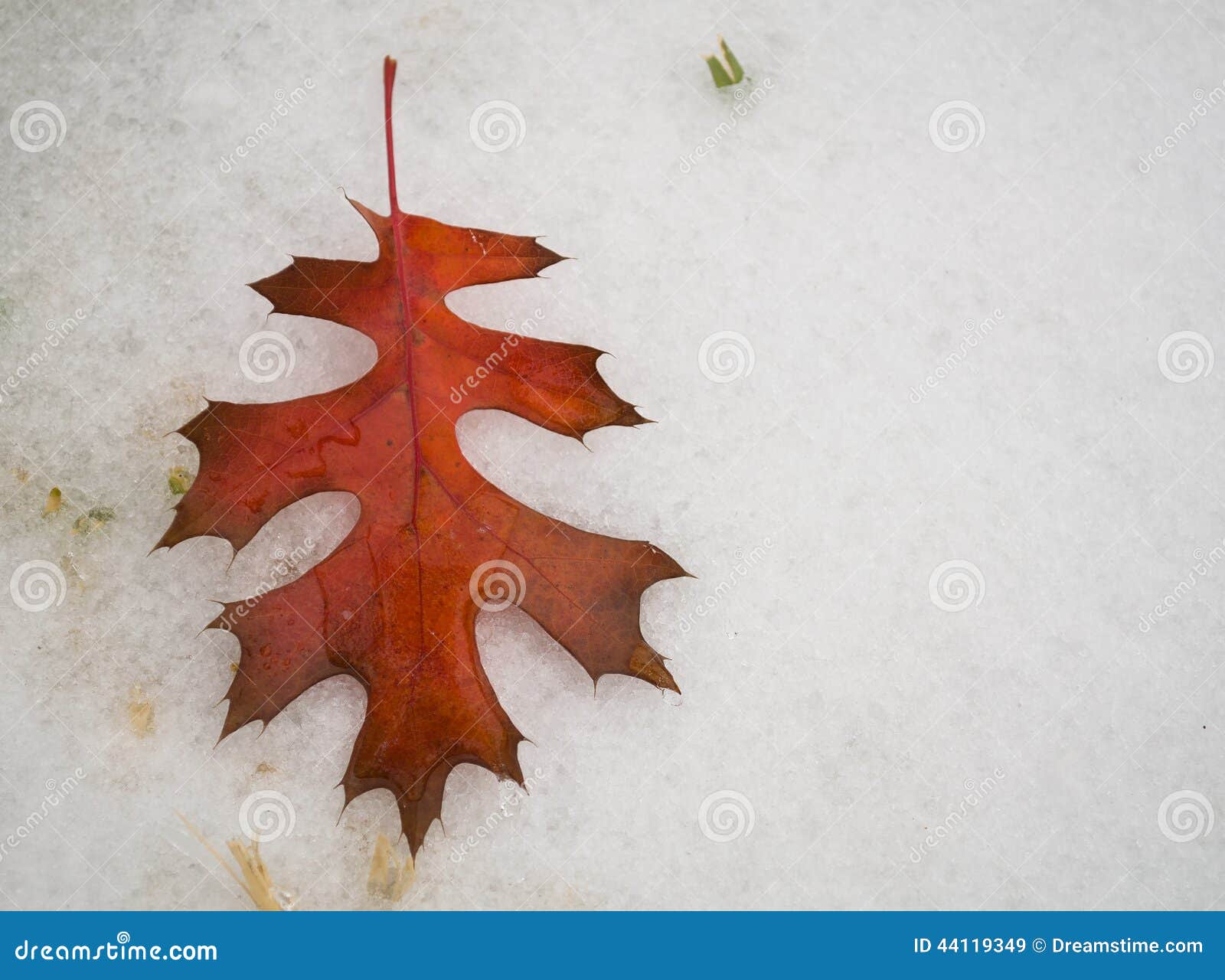 Frozen Fall Leaf on Snow stock image. Image of colorful - 44119349