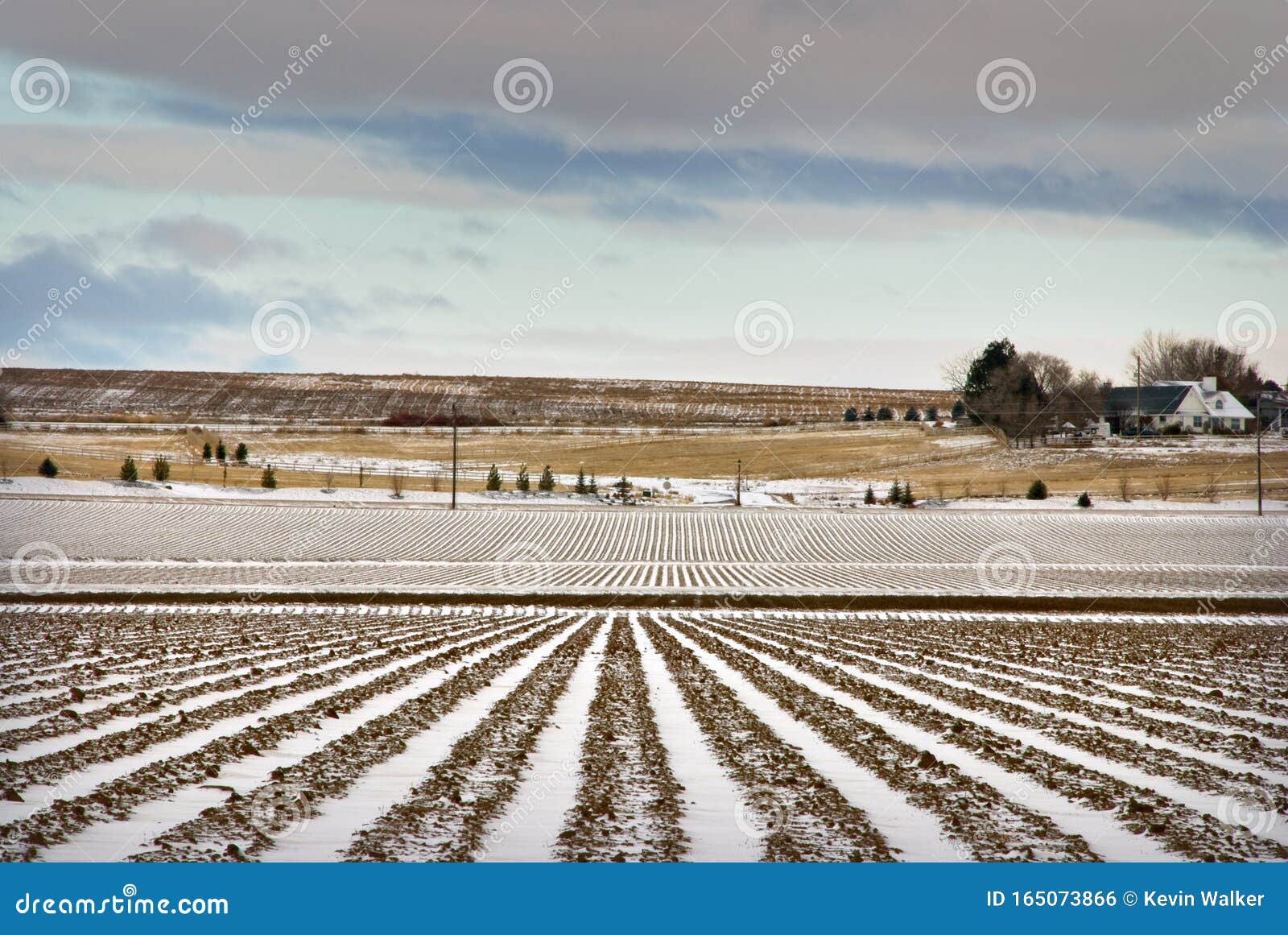 Frozen Farm Rows in Winter stock photo. Image of house - 165073866