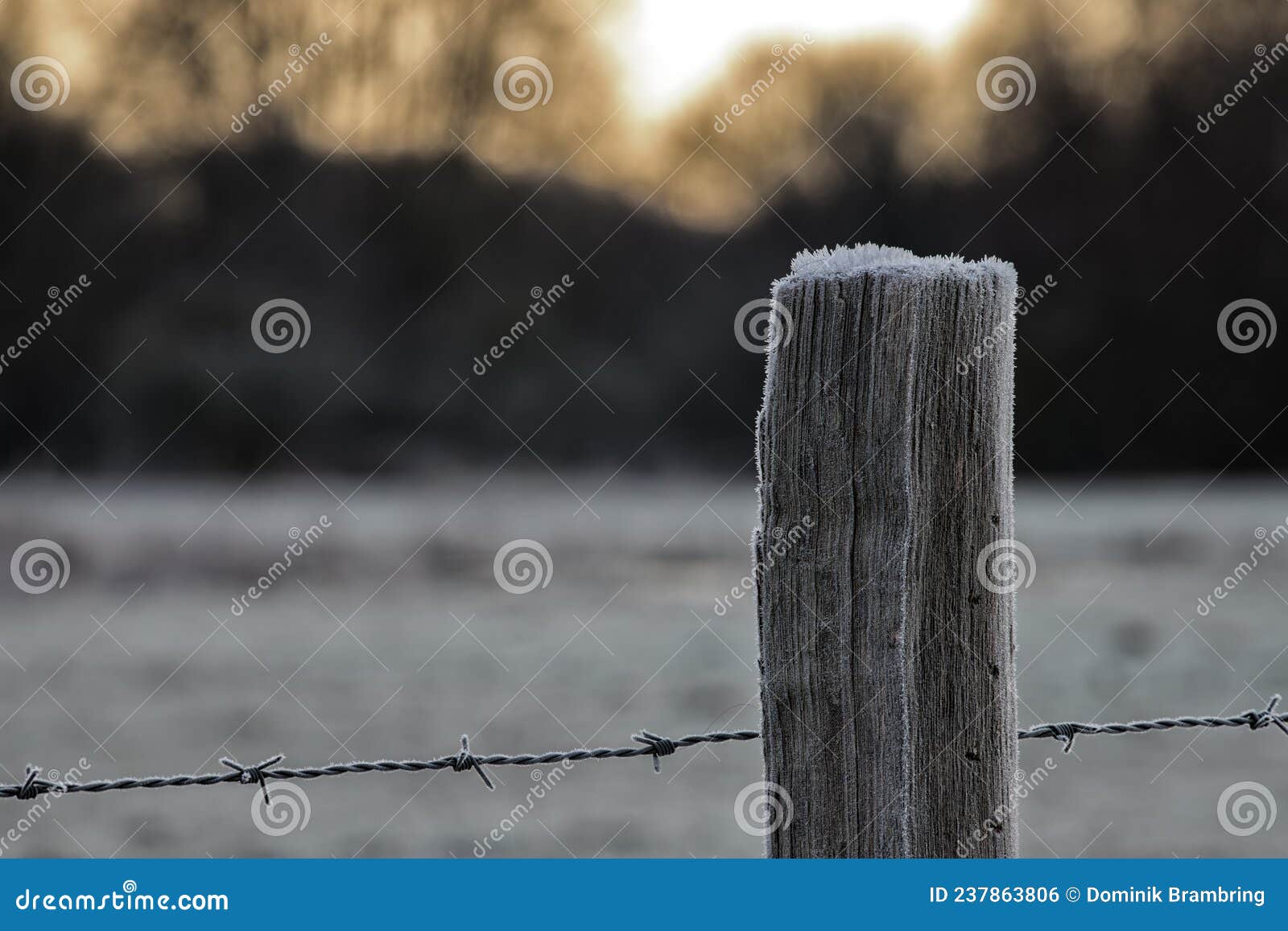 Frozen fence post stock photo. Image of fence, forest - 237863806