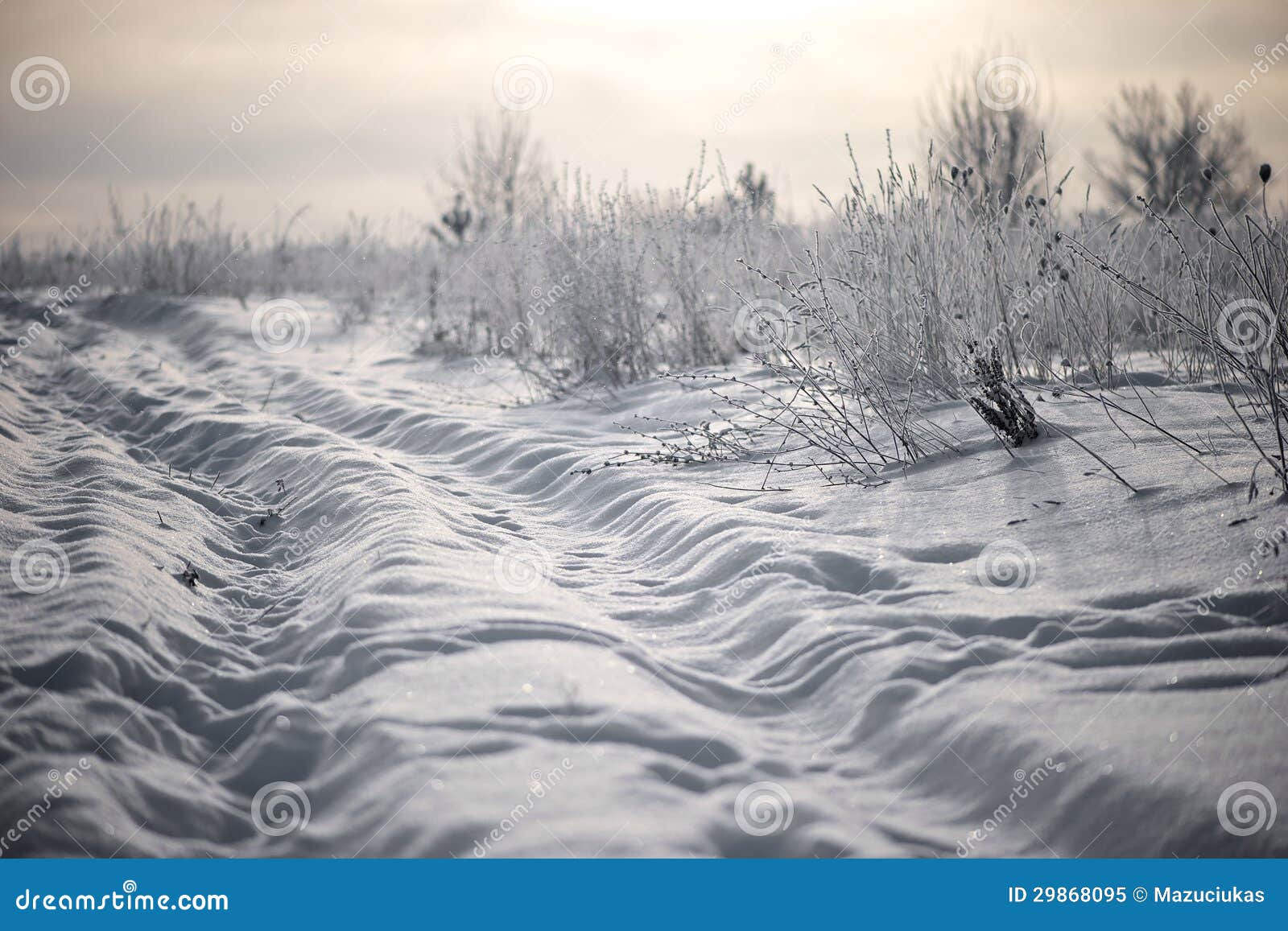 Frozen field stock image. Image of landscape, bushes - 29868095