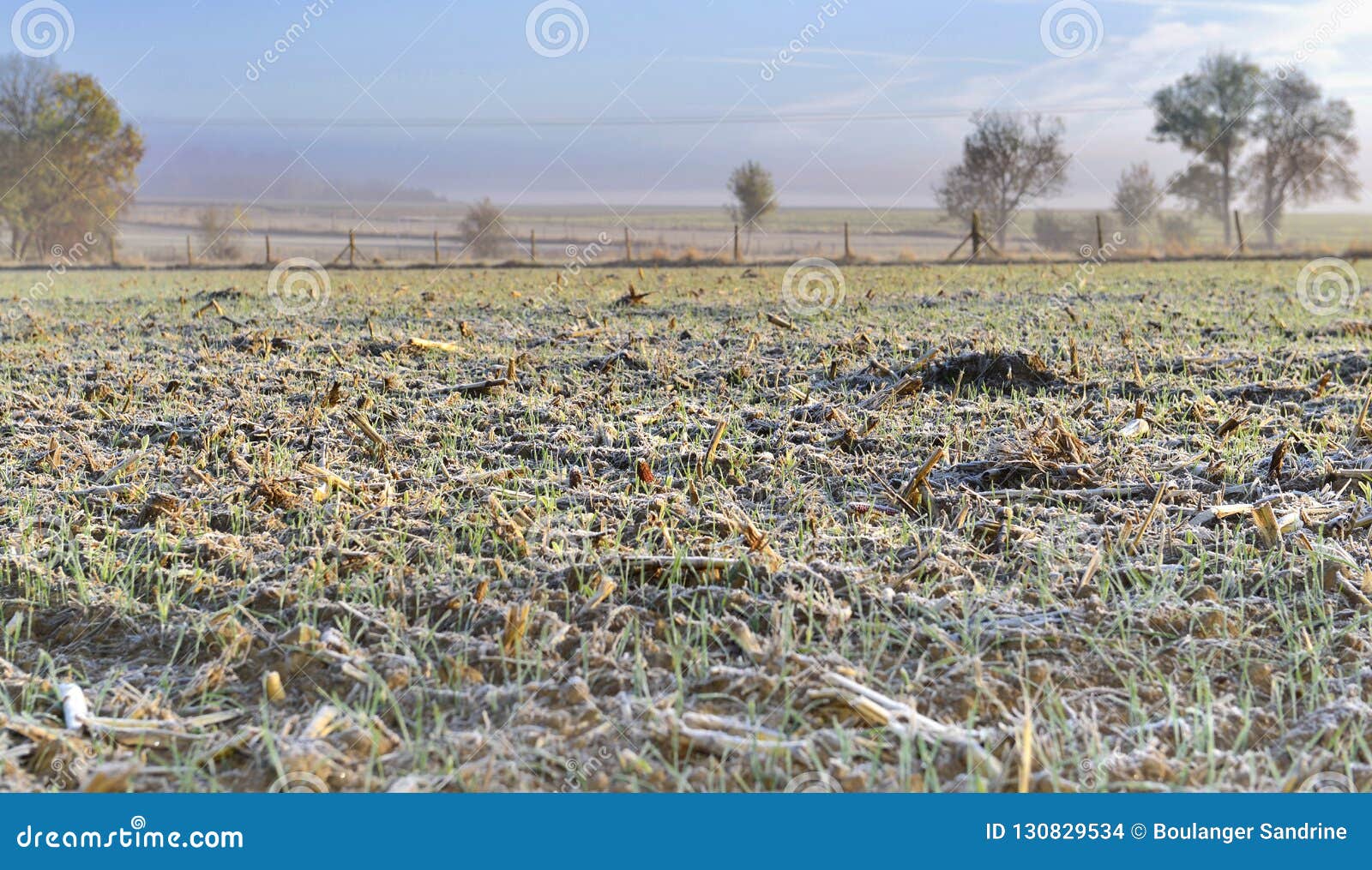 Frozen Field in Rural Landscape Stock Photo - Image of rural, land ...