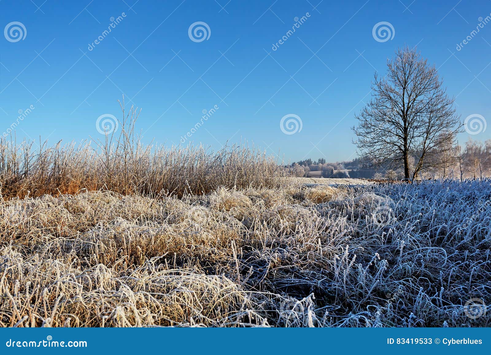 Frozen Field stock image. Image of frost, snowy, natural - 83419533